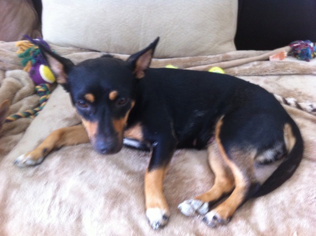 Winnie - Small Female Terrier x Miniature Pinscher Dog in ACT - PetRescue