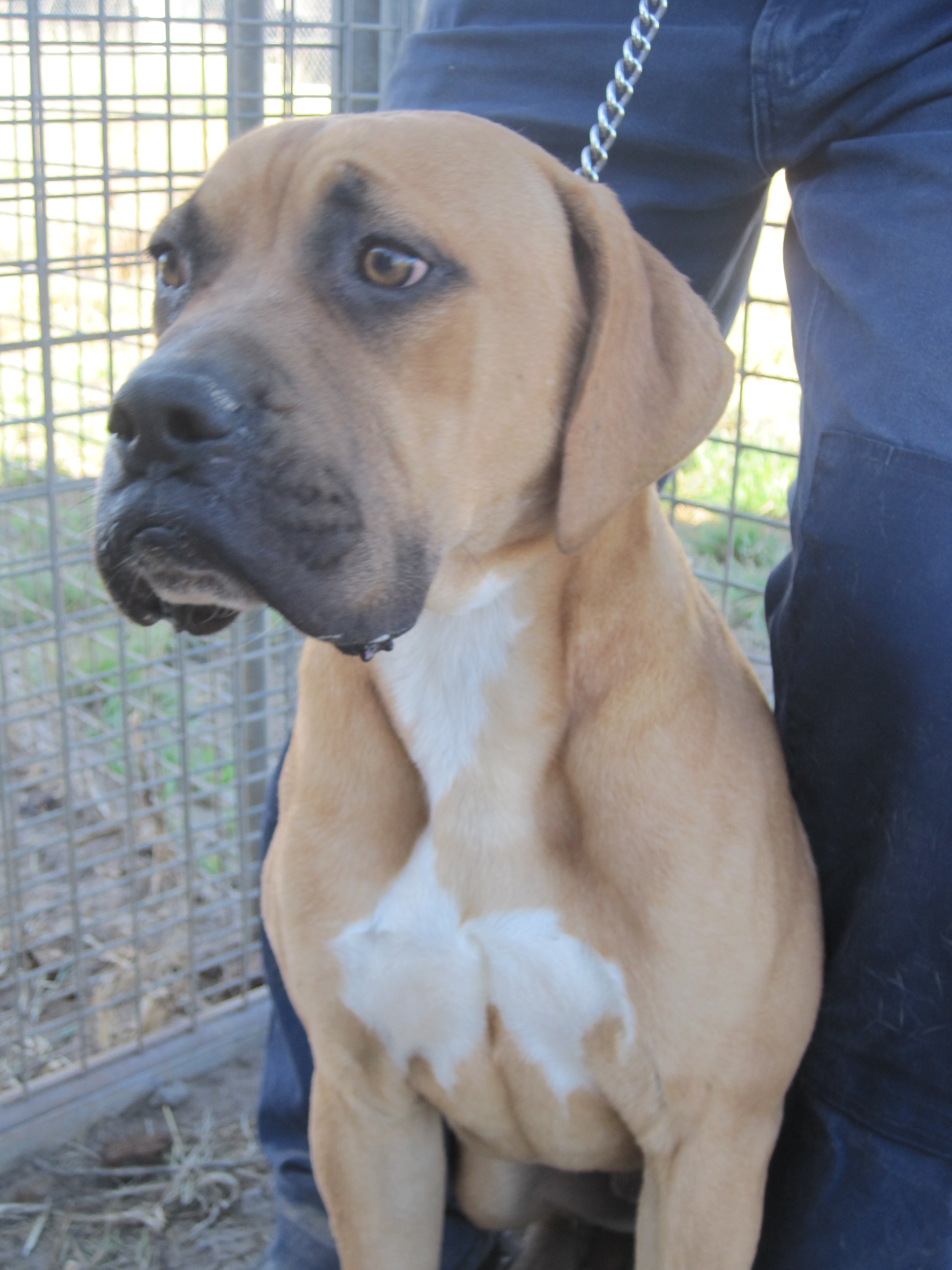 Boxer X - Large Male Boxer Mix Dog in VIC - PetRescue