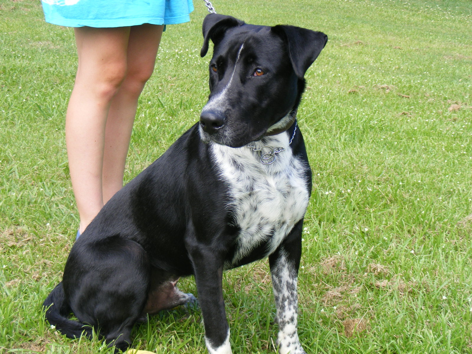 Ranger - Large Male Labrador x Australian Cattle Dog in QLD - PetRescue