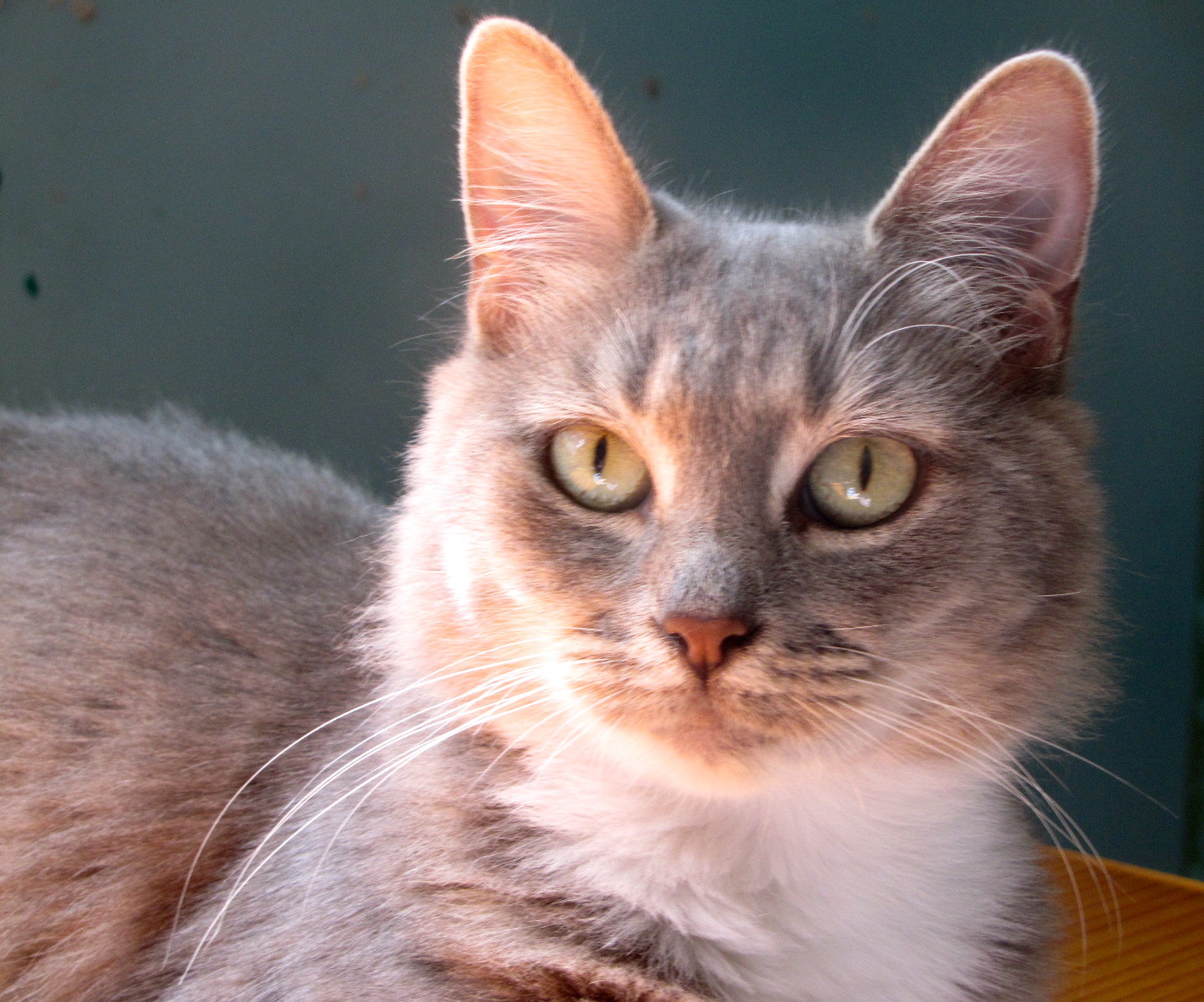 Delilah - Female Domestic Cat in NSW - PetRescue