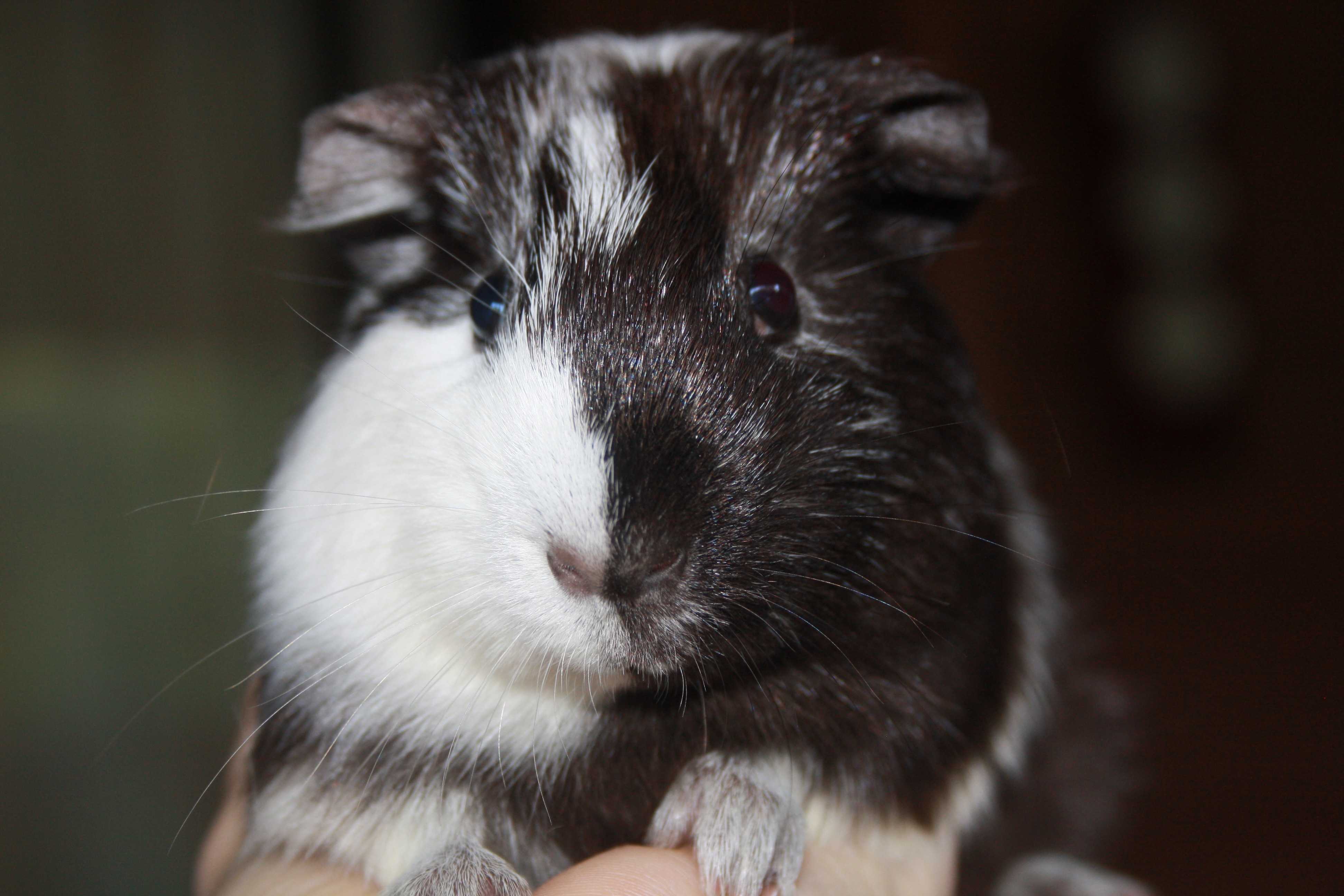Oreo - Male Short-hair Guinea Pig in QLD - PetRescue