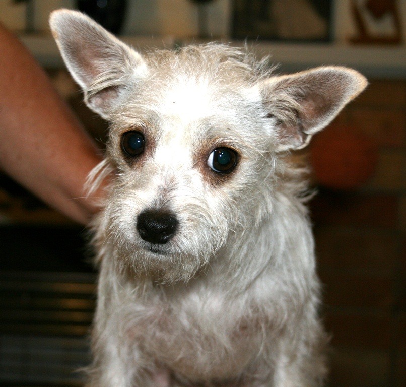 Emma (On Trial) - Small Female Silky Terrier x Jack Russell Dog in NSW ...