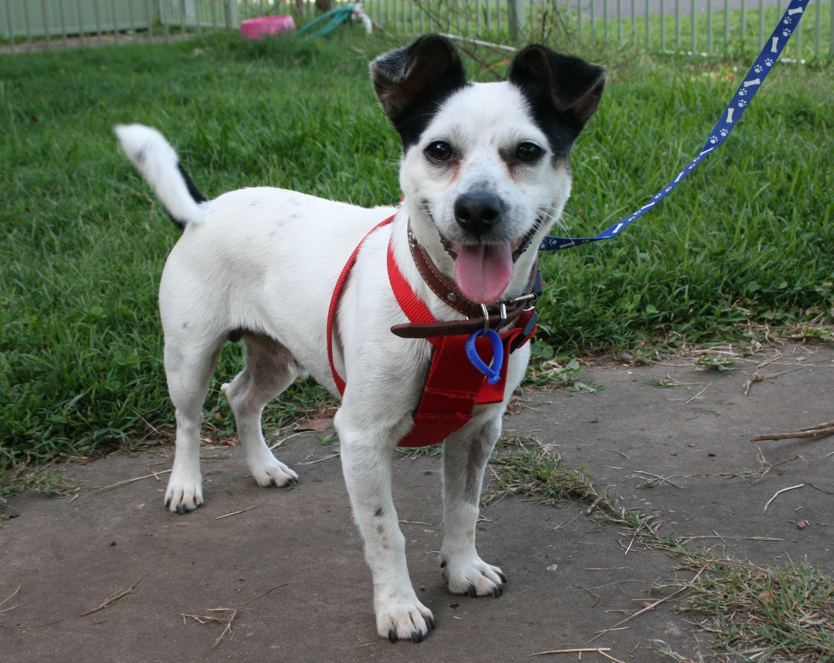 Freckles - Small Male Foxy Mix Dog in NSW - PetRescue