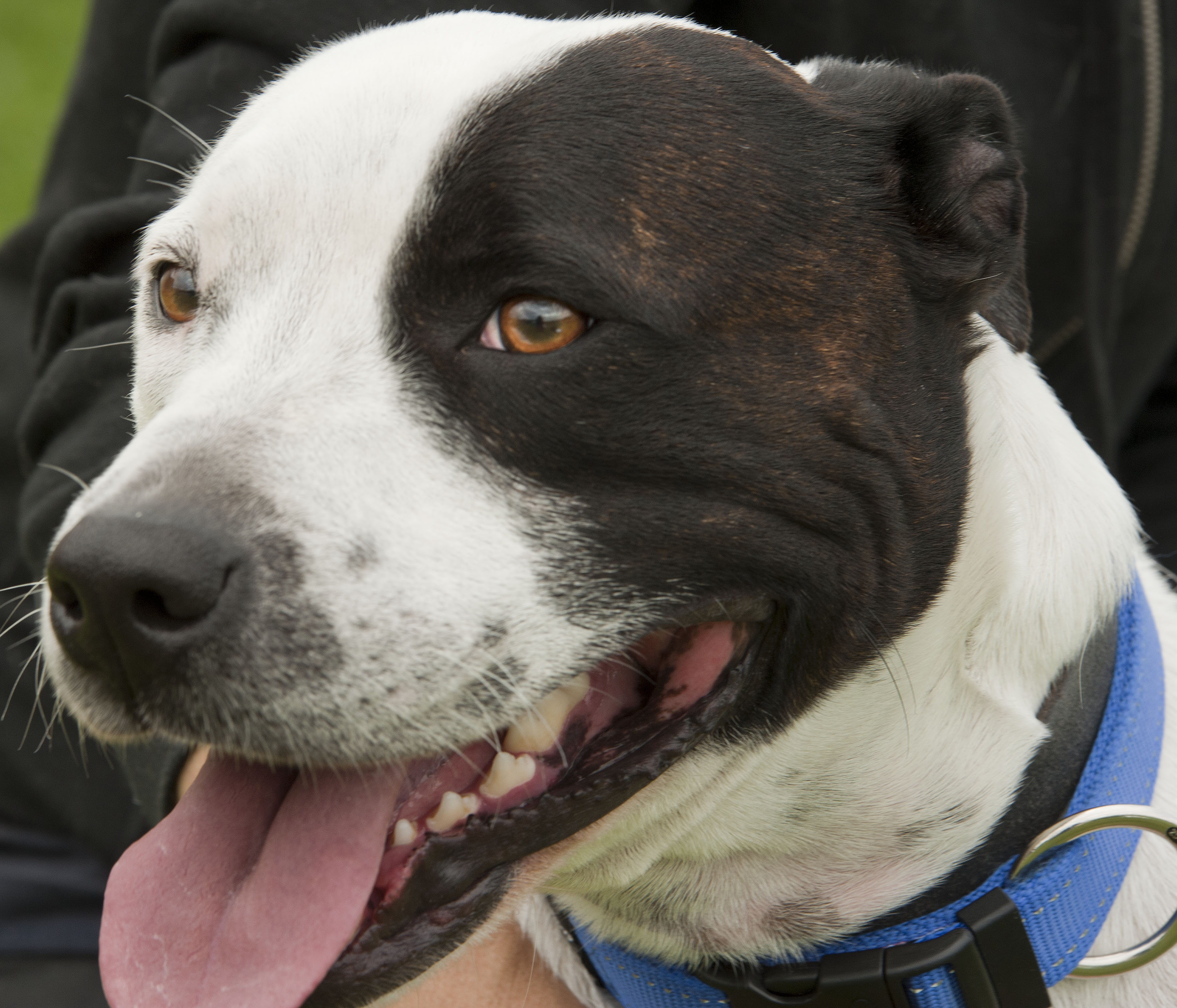 Deezal Id6742 - Medium Male Amstaff Mix Dog in VIC - PetRescue