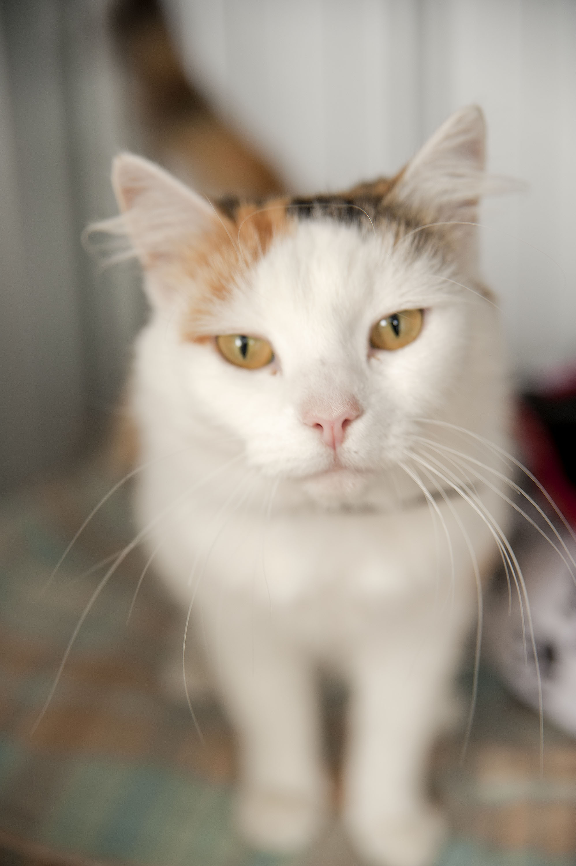 Belle Id6746 - Female Dsh Cat in VIC - PetRescue