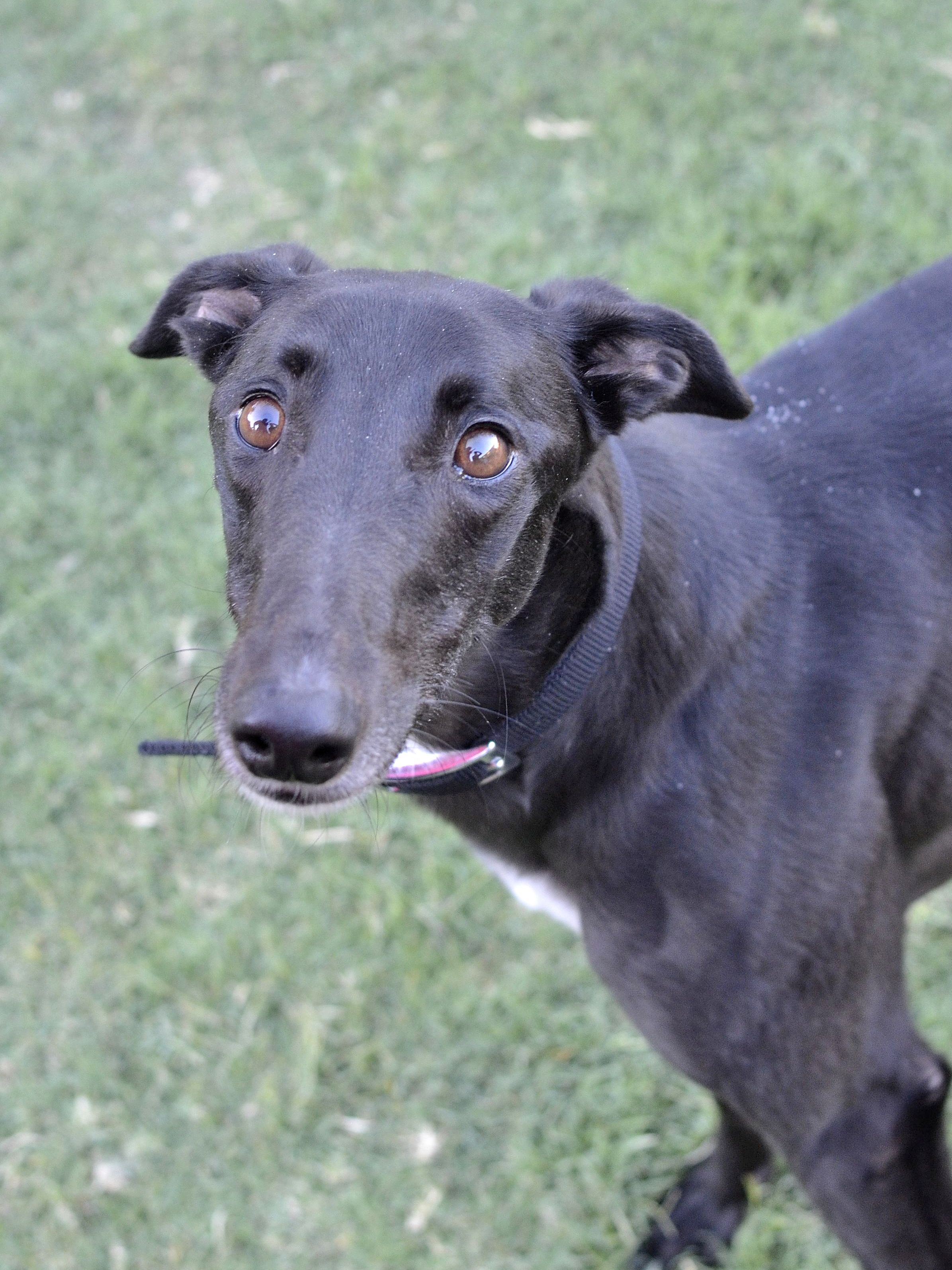 Rosie - Large Female Greyhound Dog in WA - PetRescue