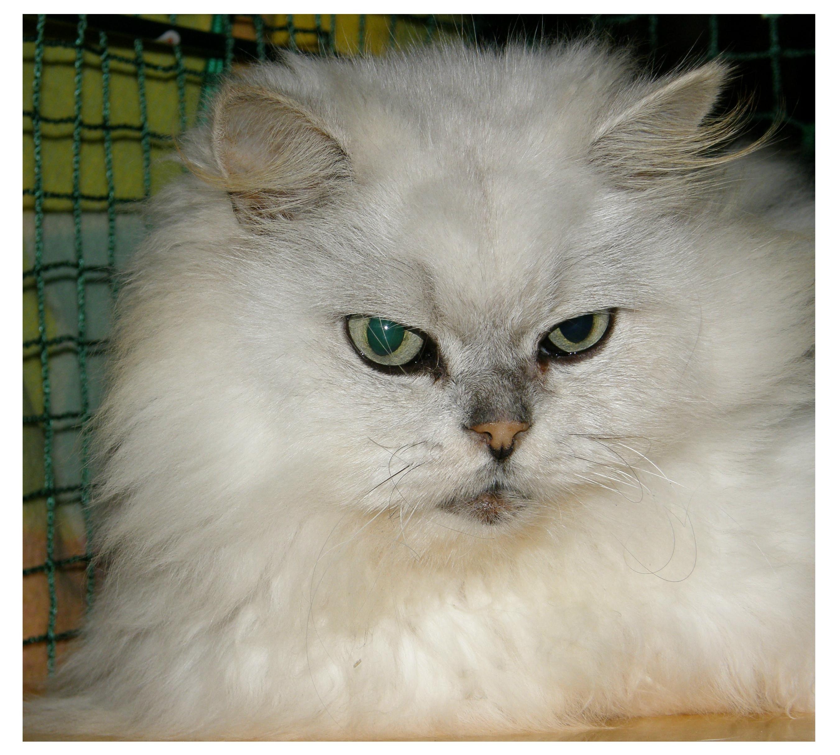 Chilla - Male Chinchilla x Persian Mix Cat in NSW - PetRescue