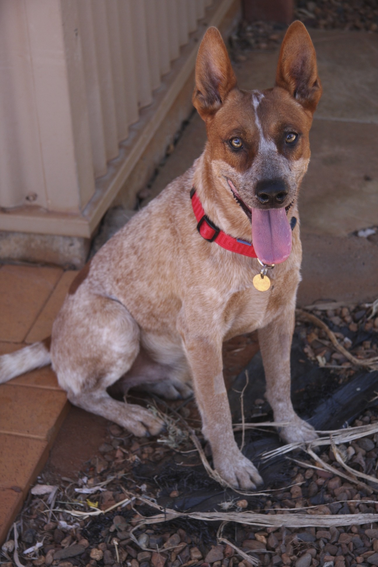 Red (Hd143) - Medium Male Cattle Dog Mix Dog in WA - PetRescue