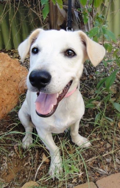 Lilly (D2102) - Small Female Small Mix Dog in WA - PetRescue