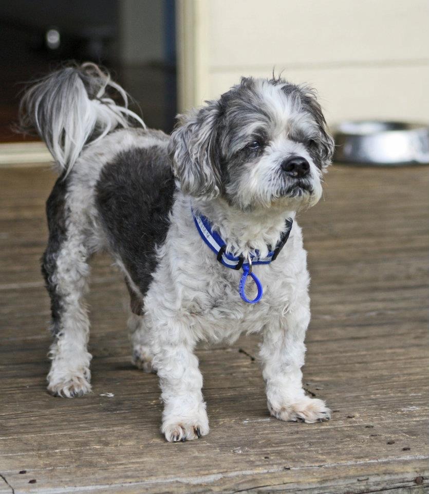 Moppy - Small Male Shih Tzu Mix Dog in NSW - PetRescue