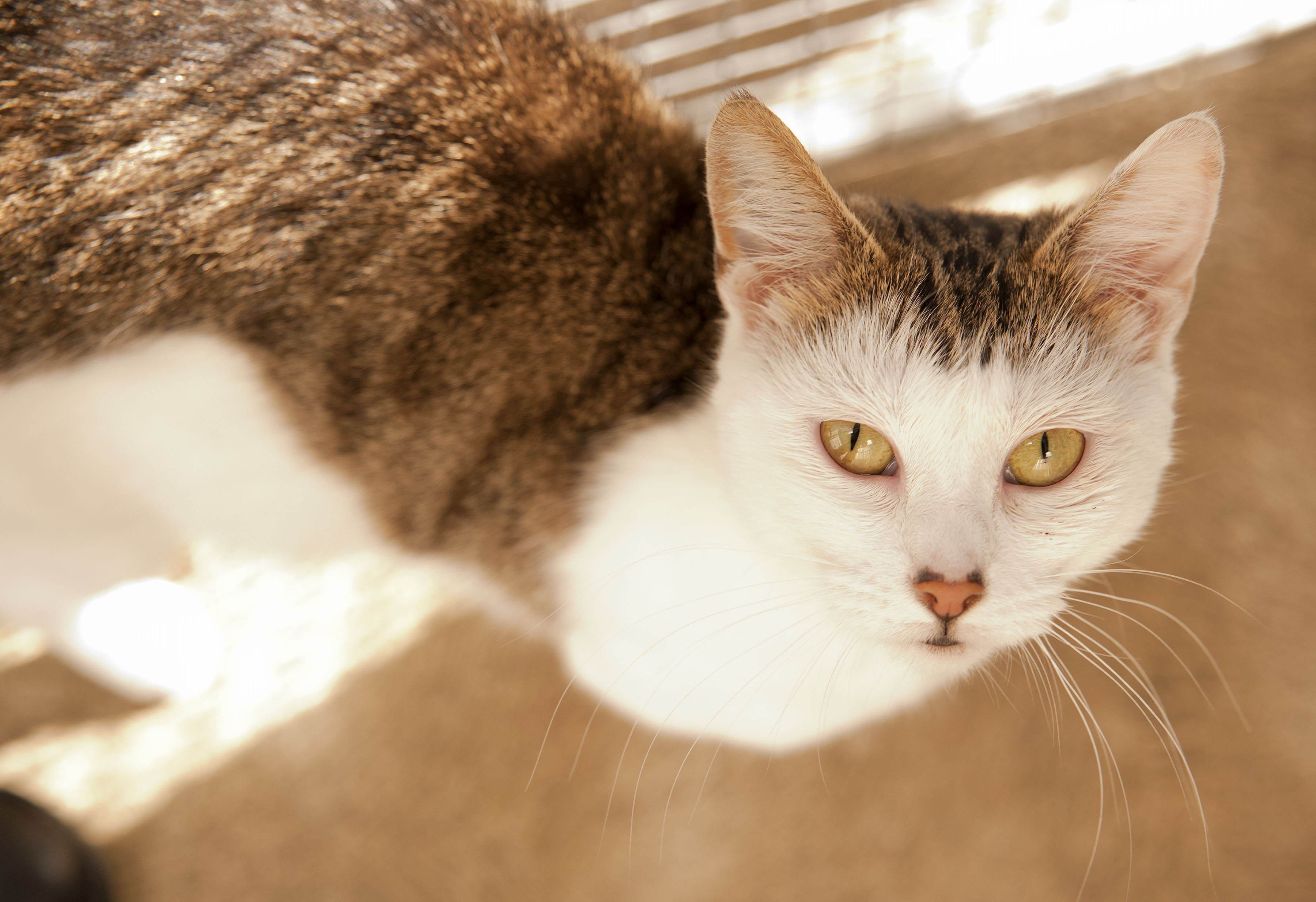 Daisy Id 6762 - Female Dsh Cat in VIC - PetRescue