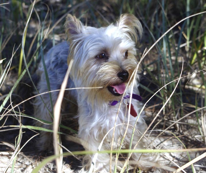 Gemma - Small Female Silky Terrier Dog in QLD - PetRescue