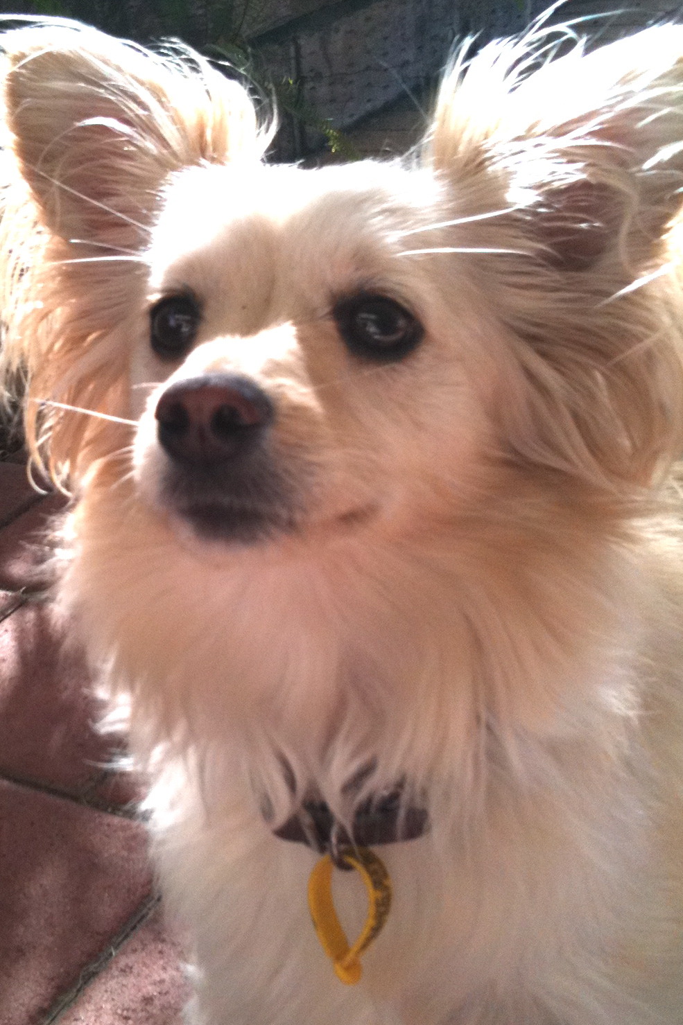 Chewby - Small Male Papillion Mix Dog in WA - PetRescue