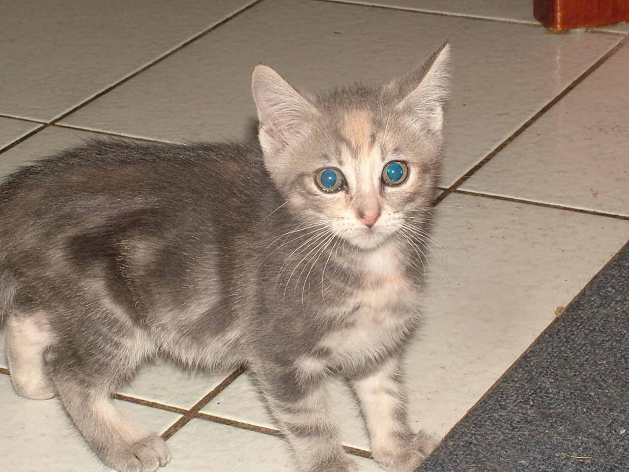 Sh'Kara - Female Domestic Cat in QLD - PetRescue