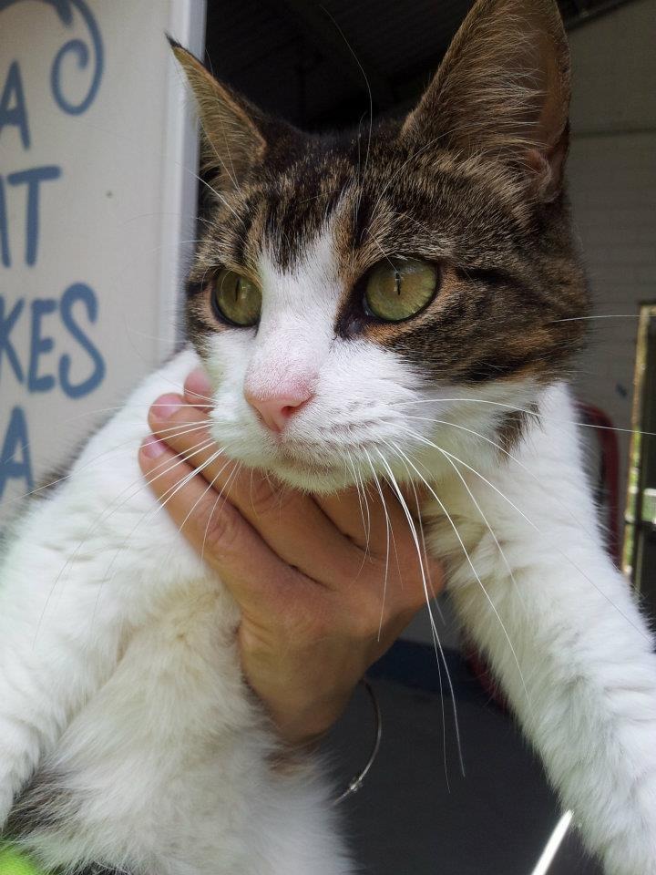 Coco - Female Dsh Cat in NSW - PetRescue