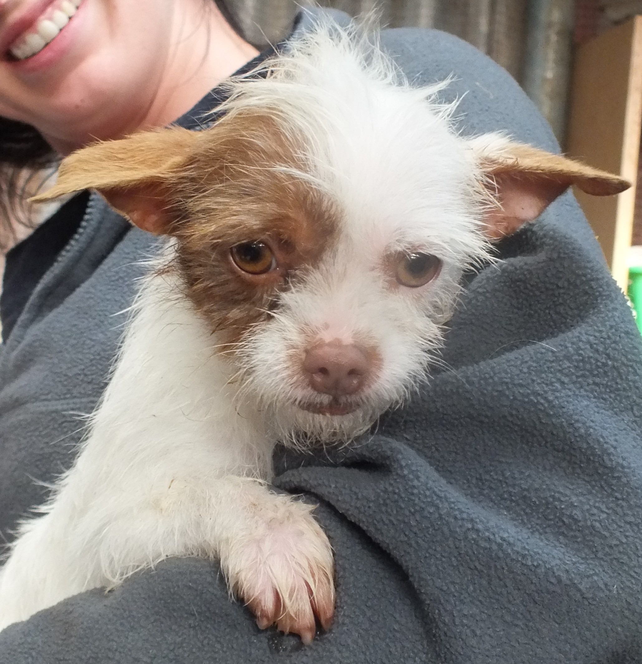 Gremlin - Small Male Chihuahua Mix Dog in NSW - PetRescue