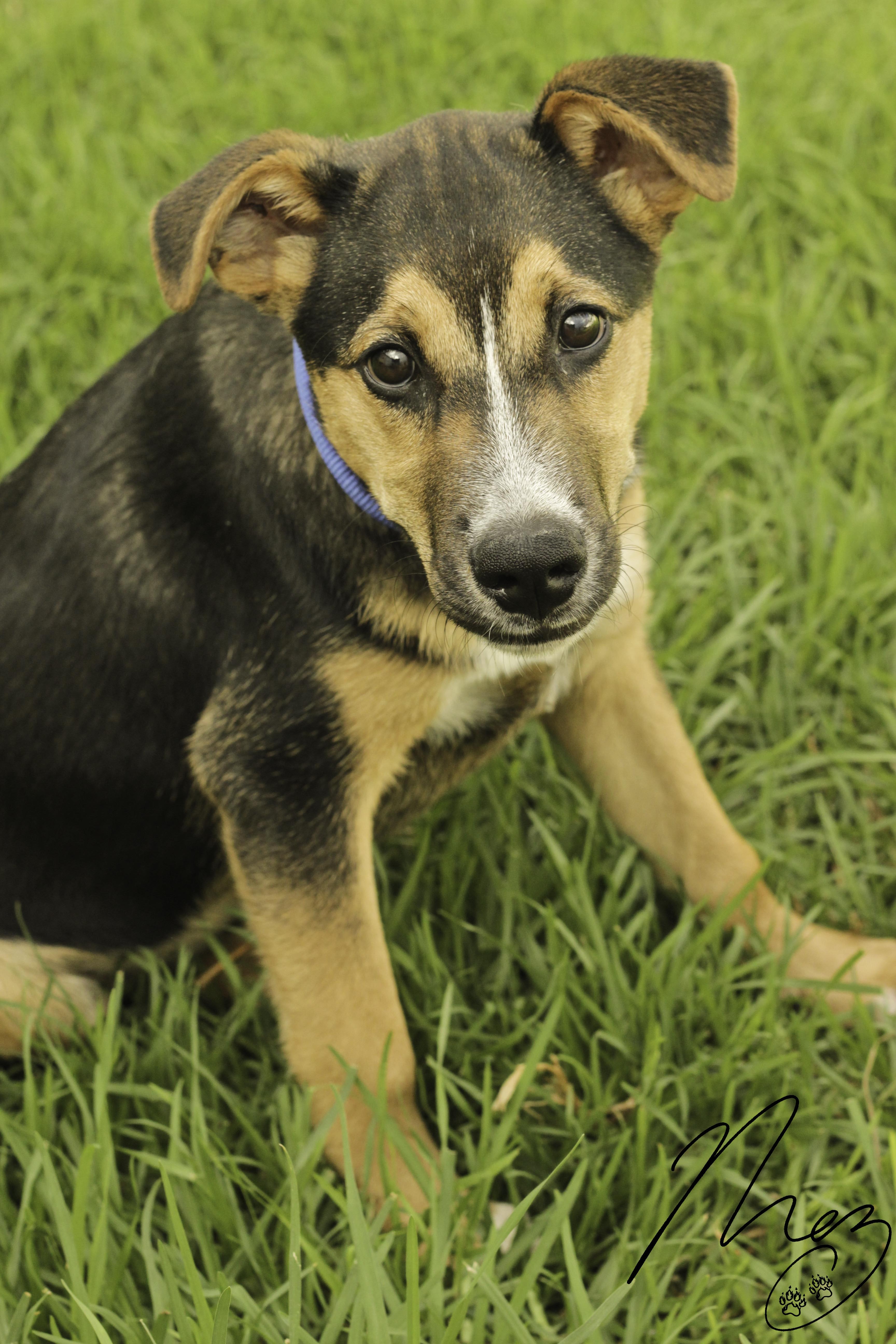 Harvey the Handsome, Happy, Huntaway - Medium Male Huntaway Mix Dog in ...