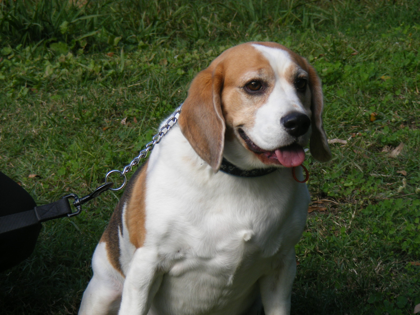 Bailey - Medium Male Beagle Dog in QLD - PetRescue