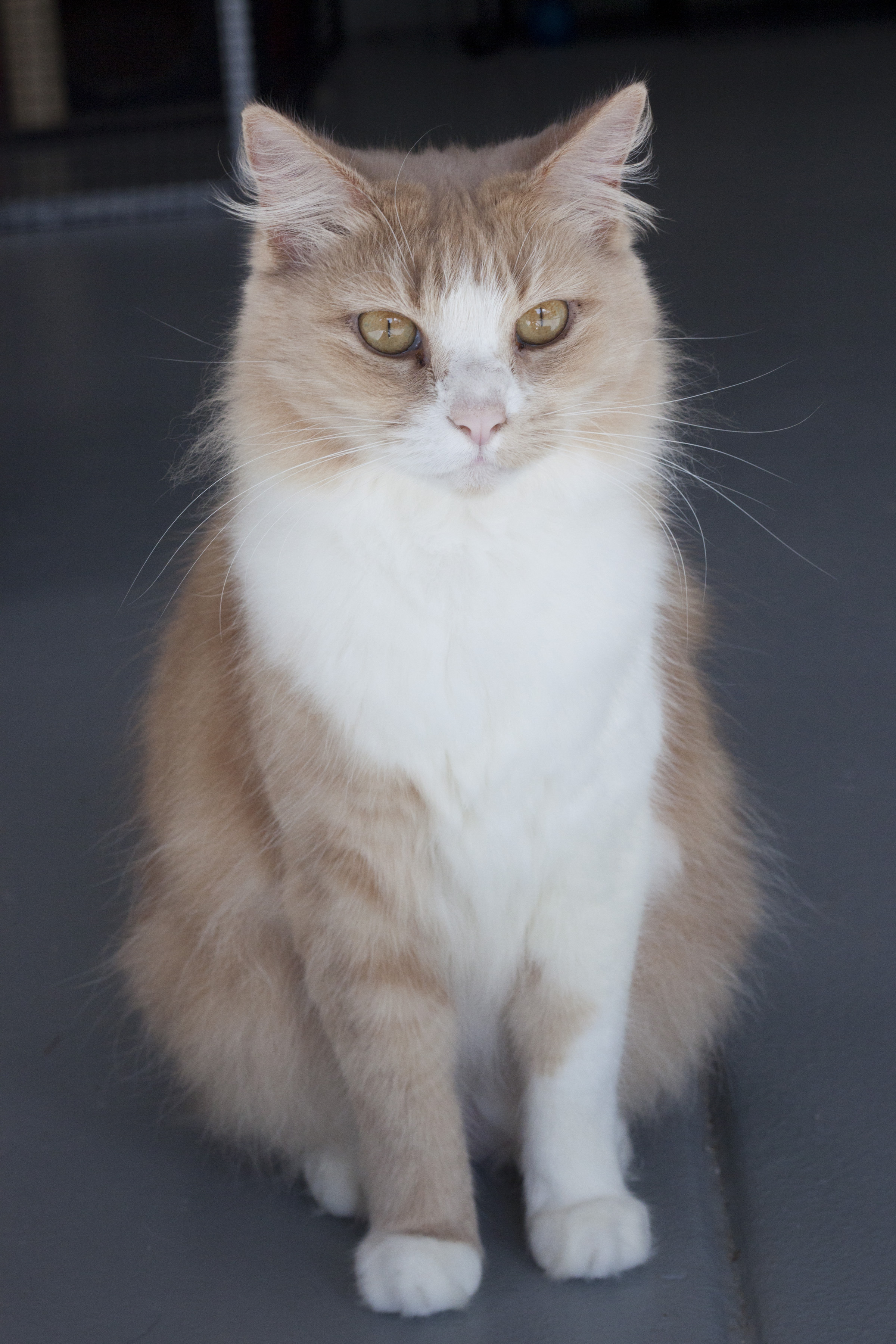 Ming Ming - Female Dmh Cat in QLD - PetRescue