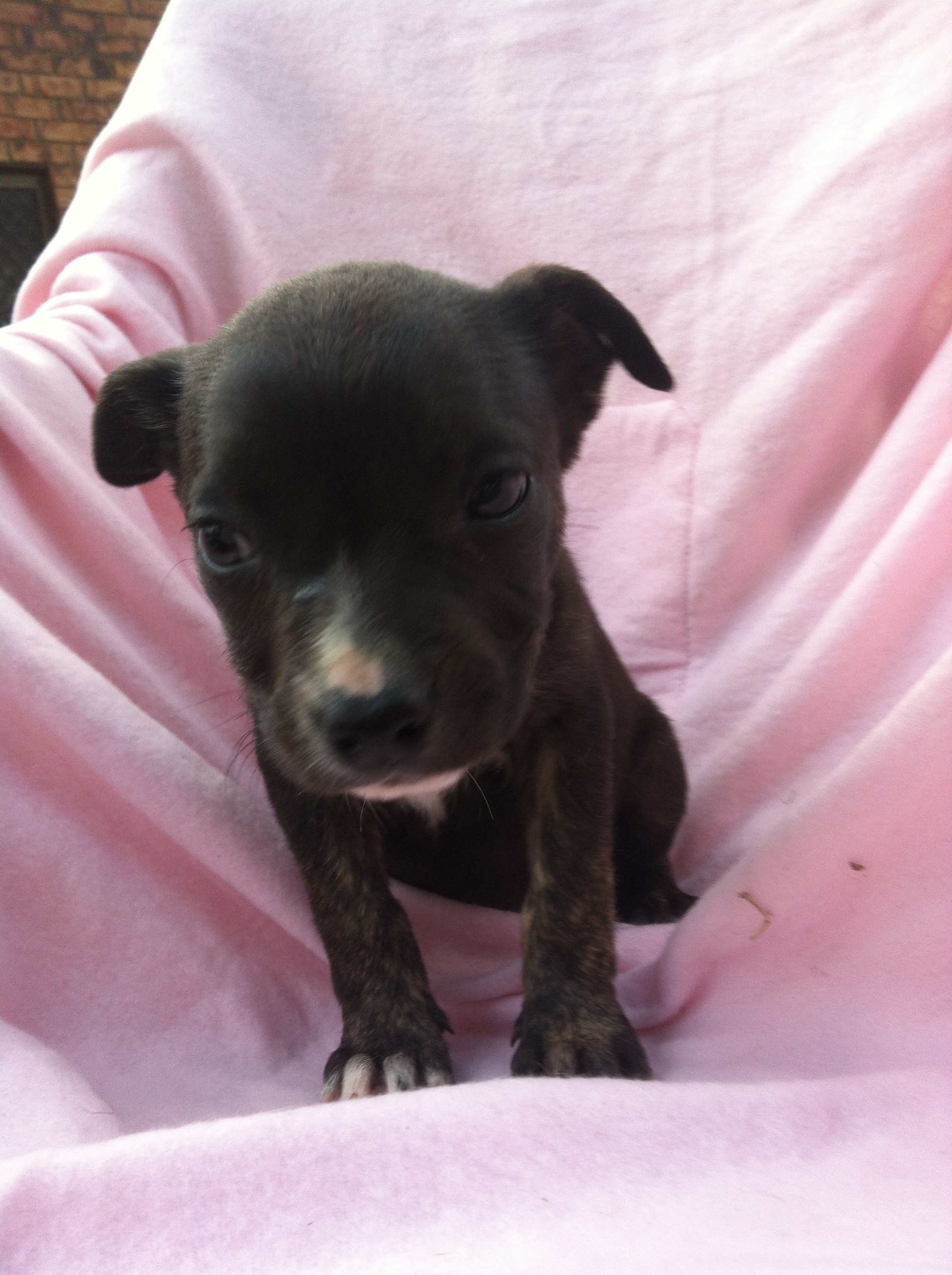 Kendall - Medium Female Kelpie x Staffy x English Staffy Dog in QLD ...