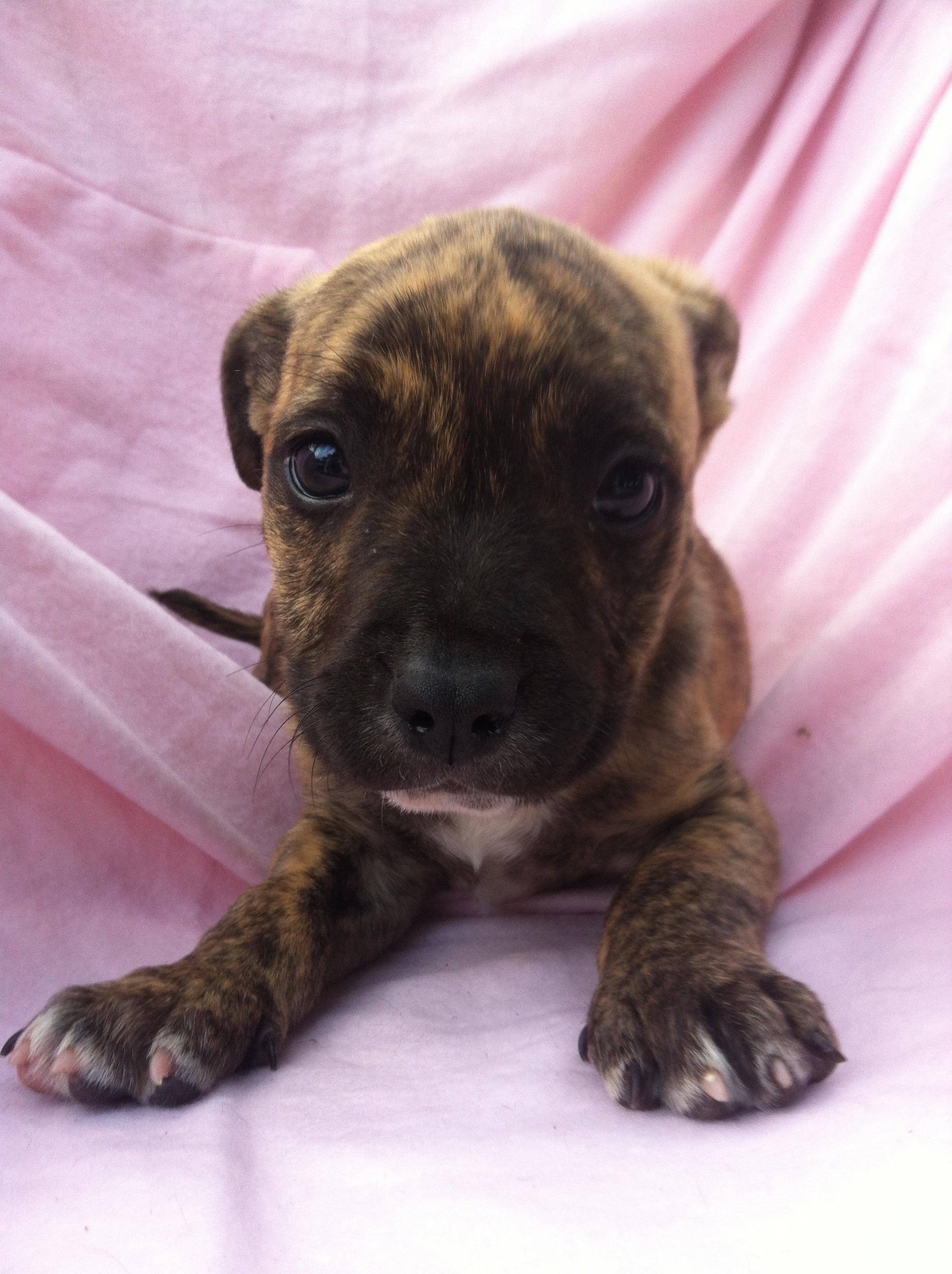 Caesar - Medium Male Kelpie x Staffy x English Staffy Dog in QLD ...