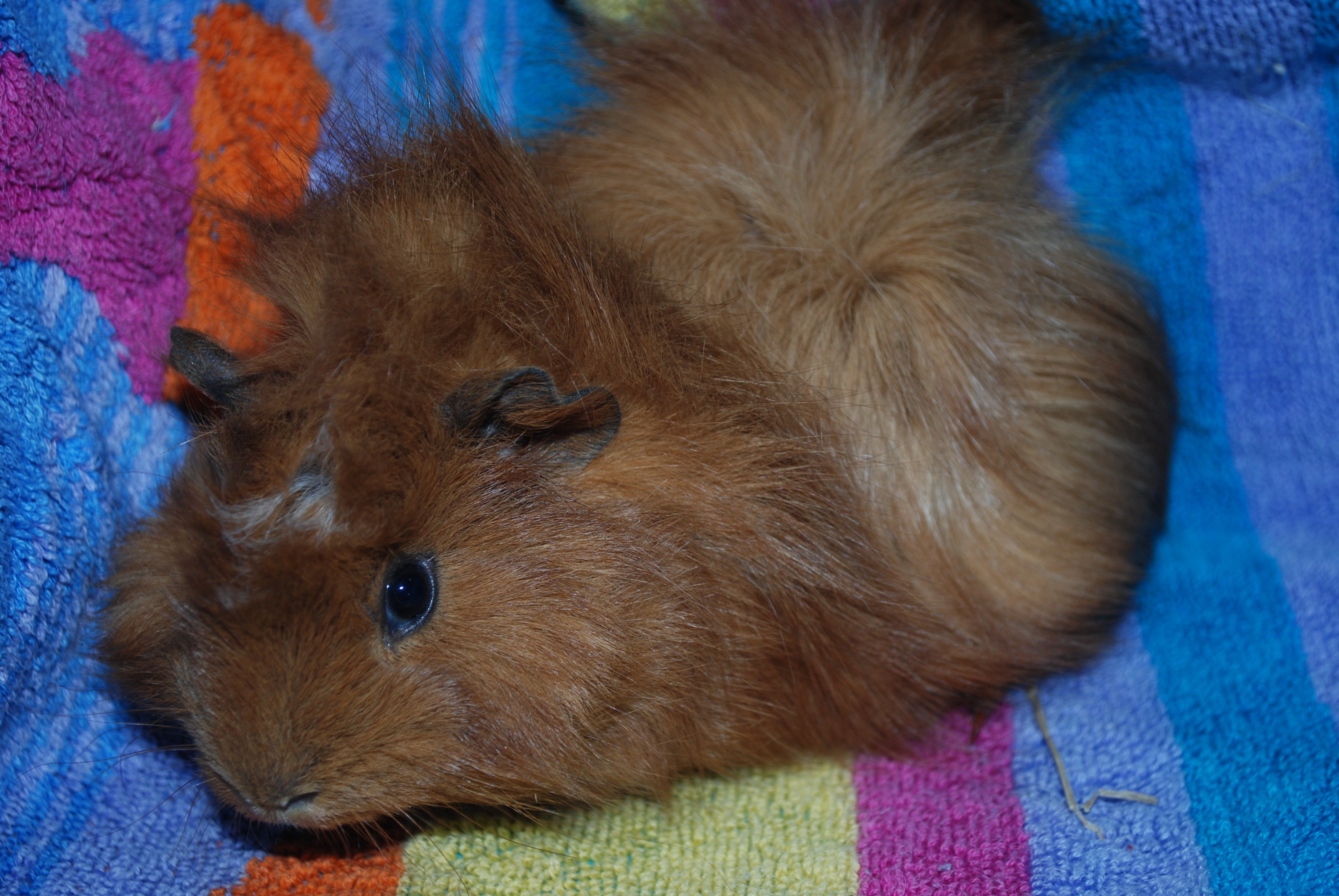 Fluffy - Male Short-hair Guinea Pig in NSW - PetRescue