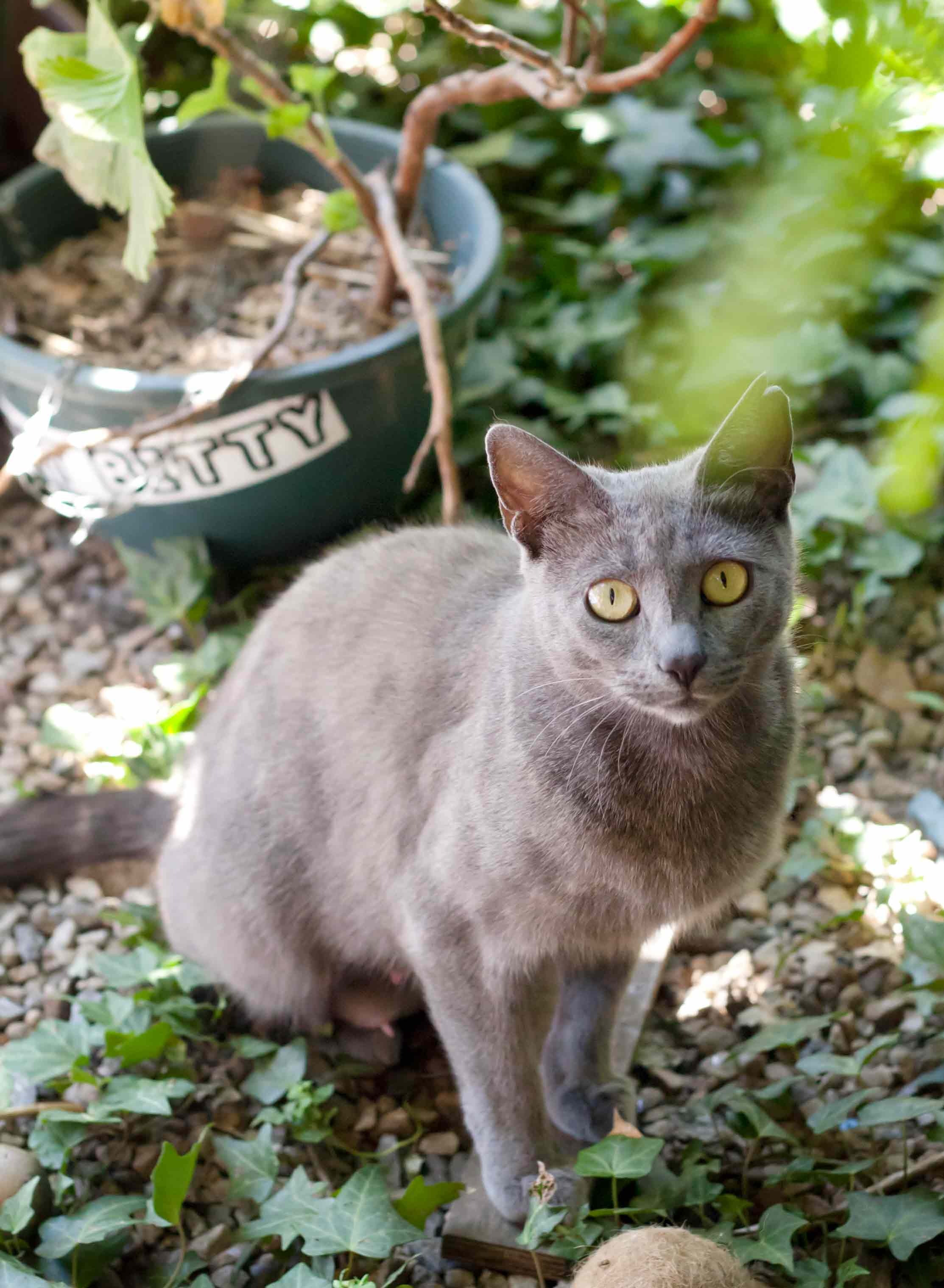 Bluey - Female Russian Blue Mix Cat in SA - PetRescue
