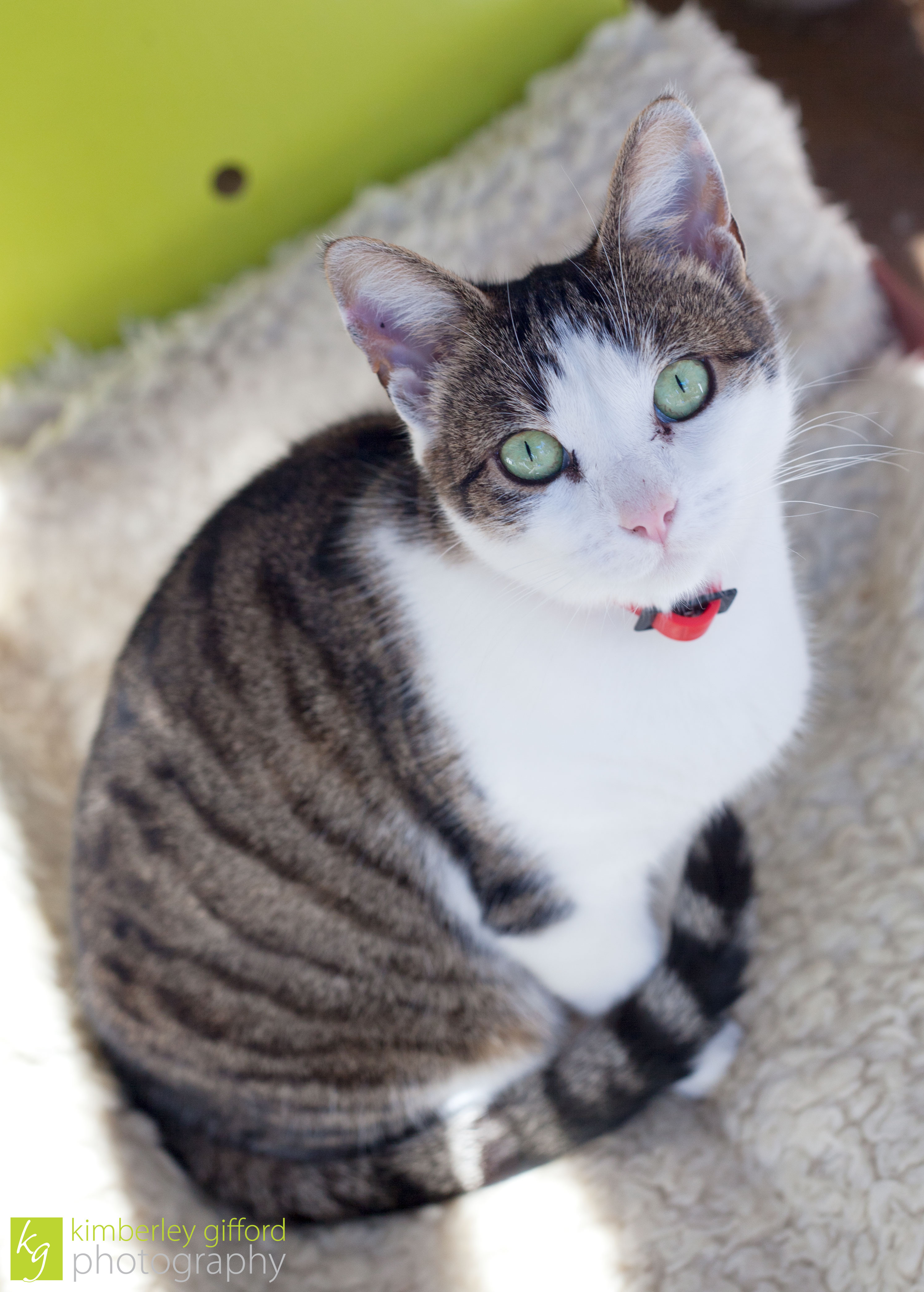 Sophie - Female Domestic Cat in SA - PetRescue