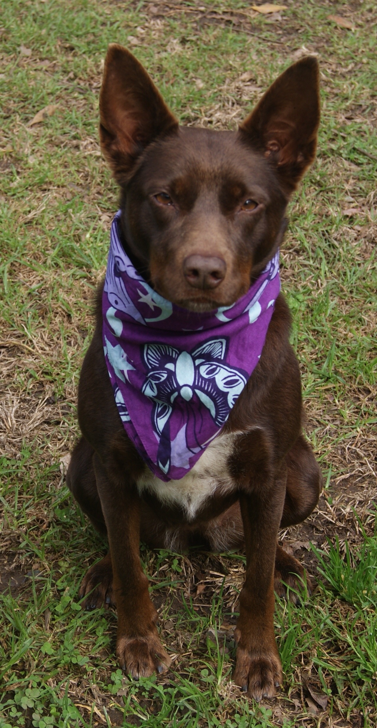 Missy (On Trial) - Medium Female Red Kelpie Dog in NSW - PetRescue