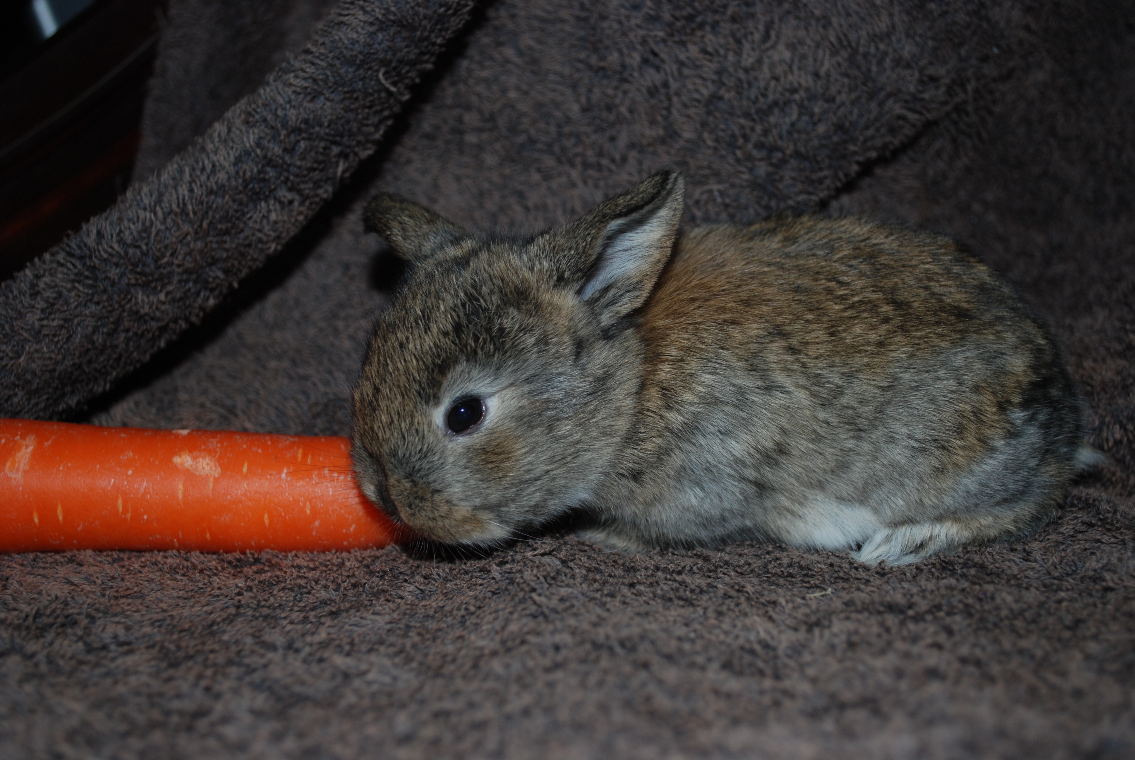 Baby 2- Male Agouti Rabbit - Male Rabbit in NSW - PetRescue