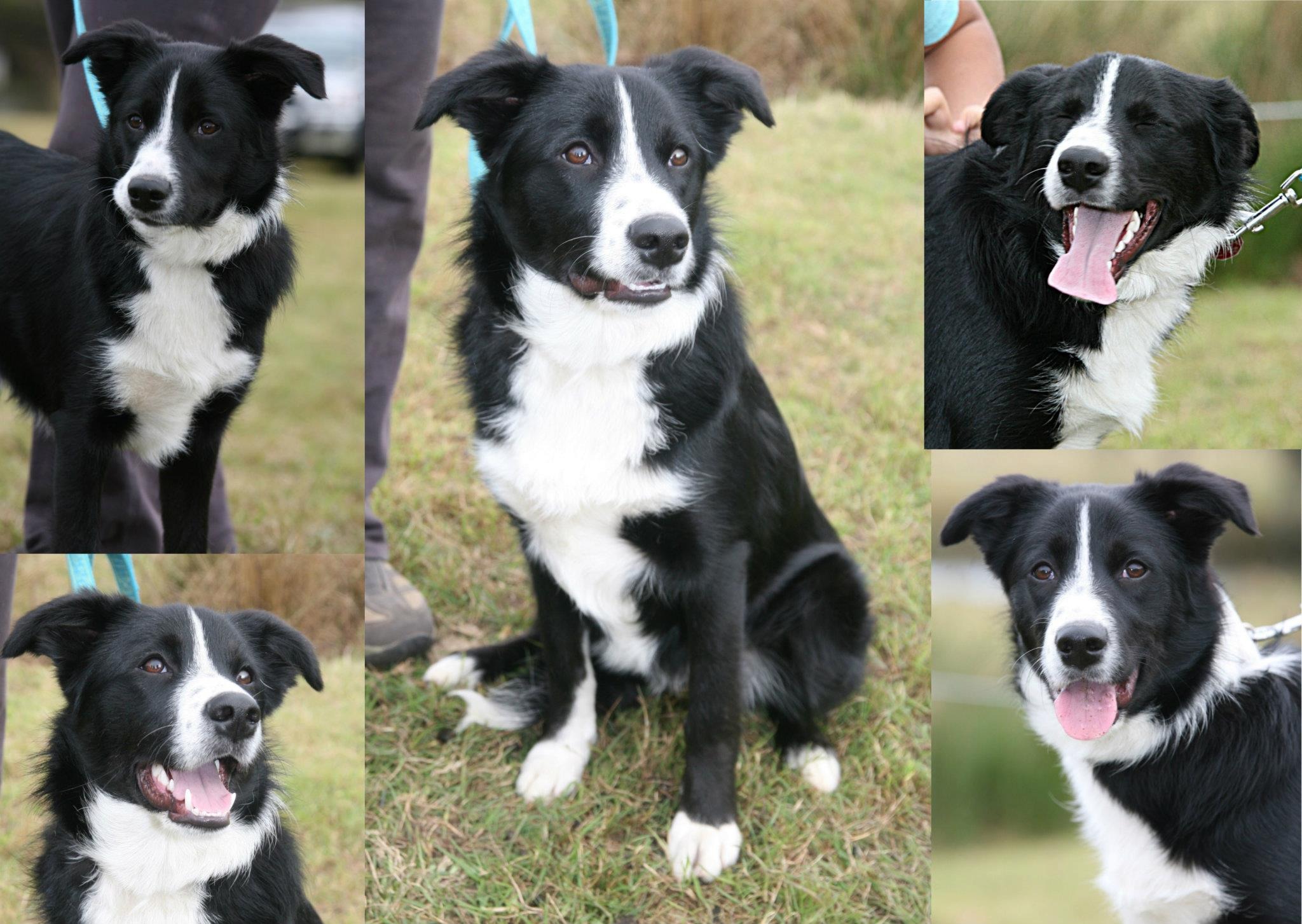 Buzzy - Medium Male Pure Bred Border Collie Dog in QLD - PetRescue