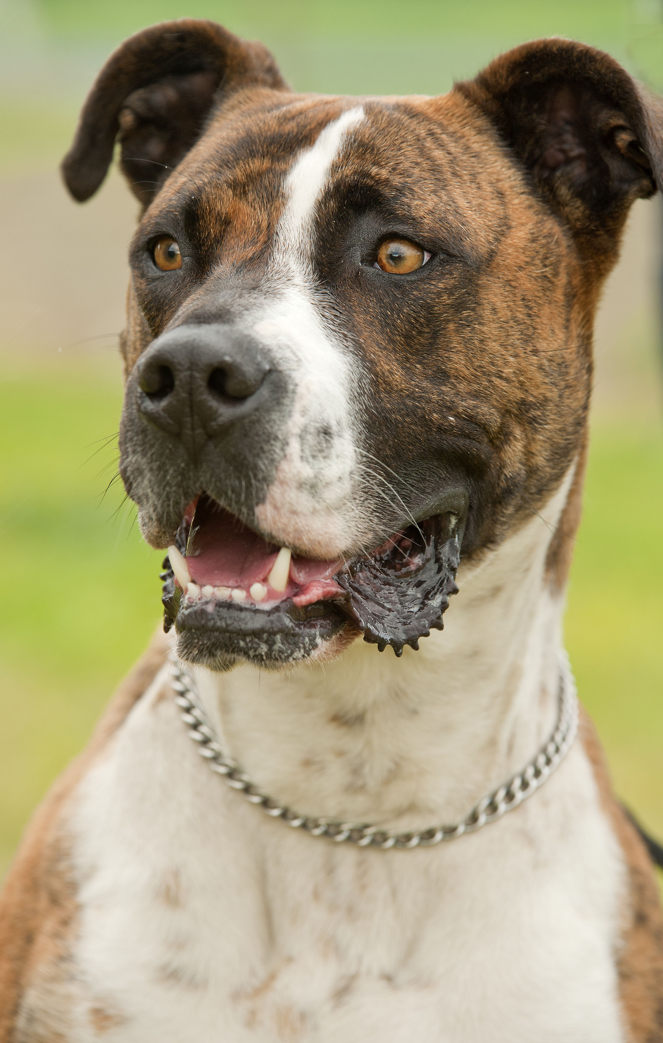 Cuba Id 8215 - Large Male Mastiff Mix Dog in VIC - PetRescue