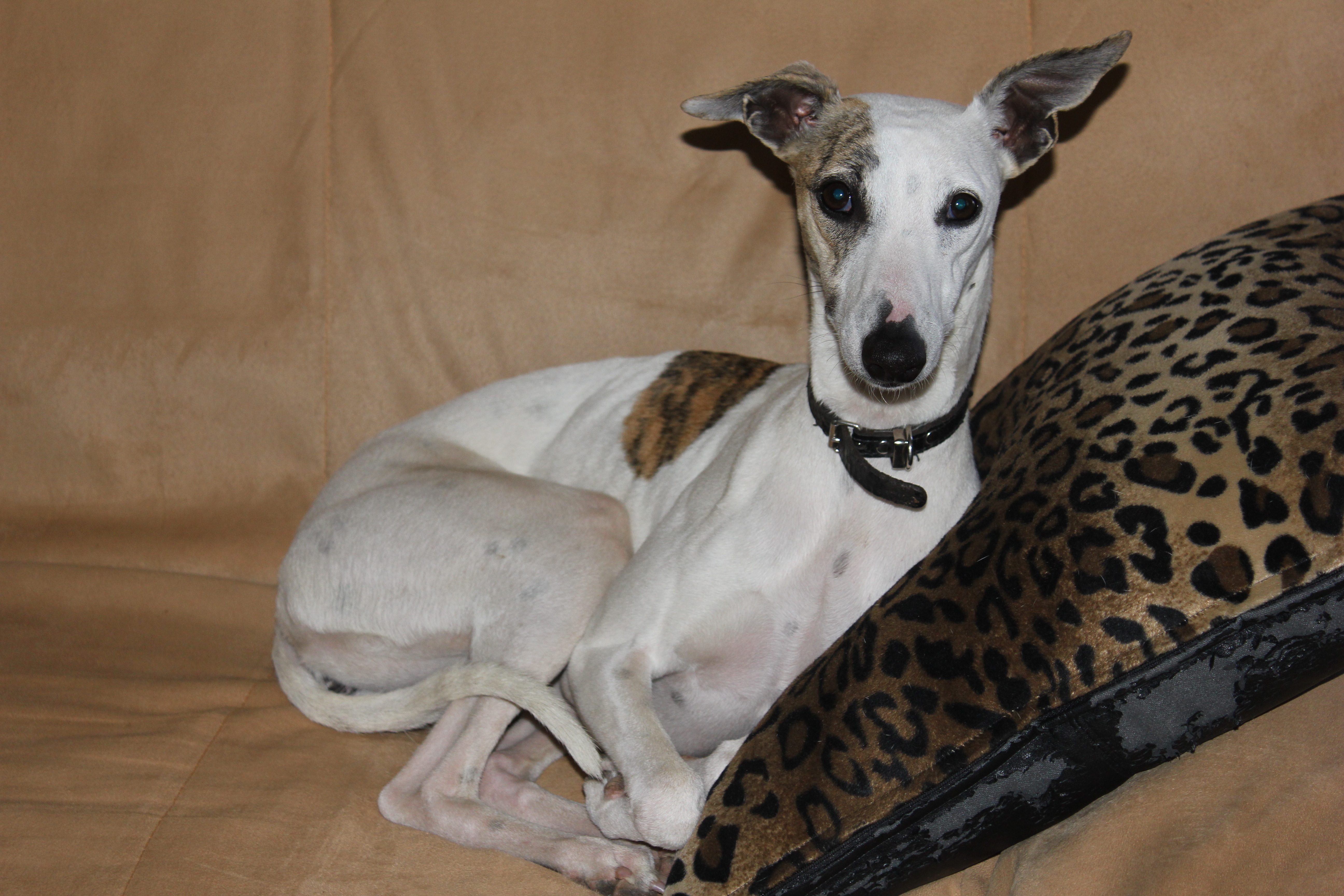 Holly - Small Female Whippet Dog in VIC - PetRescue