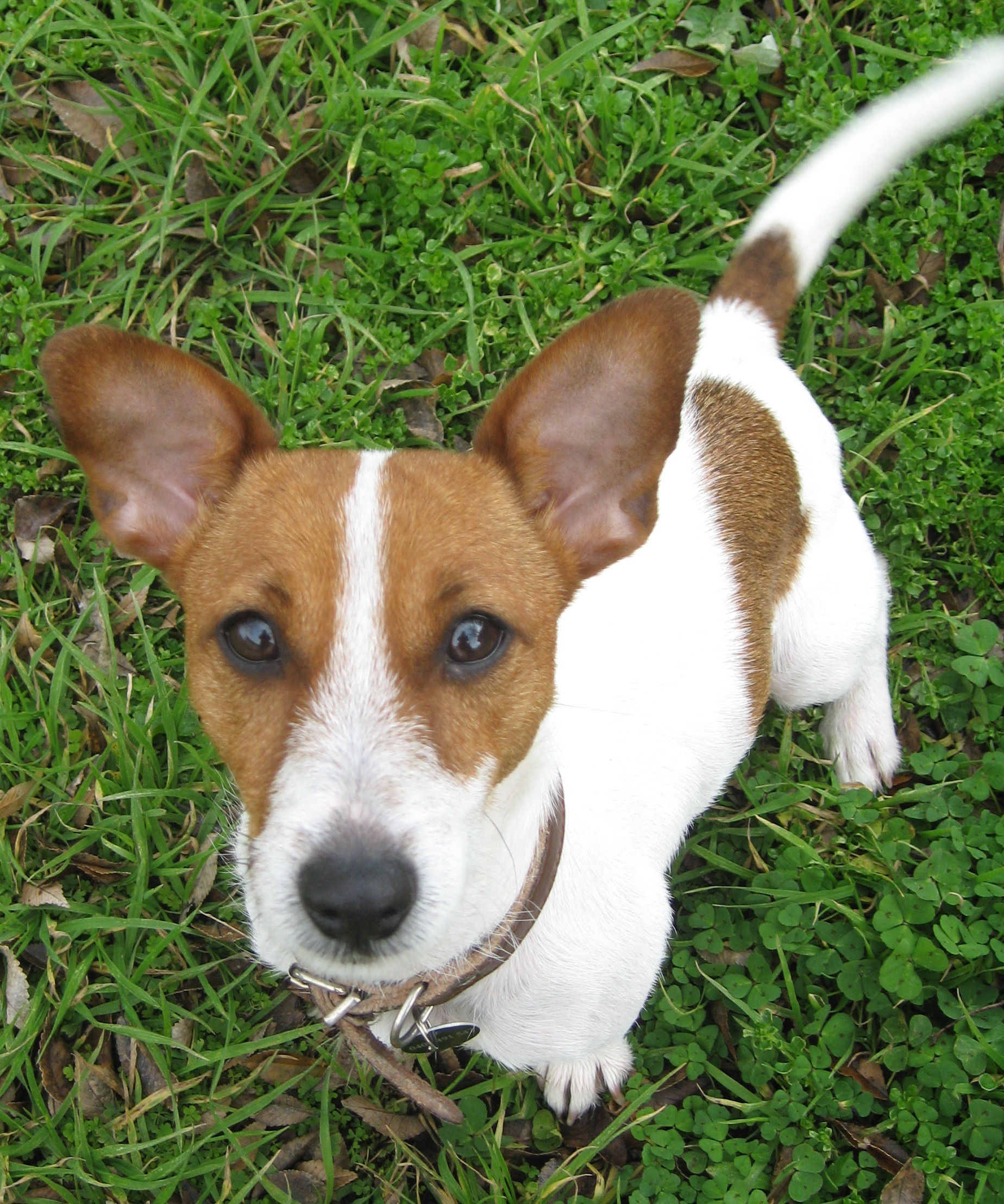Roxy - On Hold - Small Female Jack Russell Terrier Dog in ACT - PetRescue