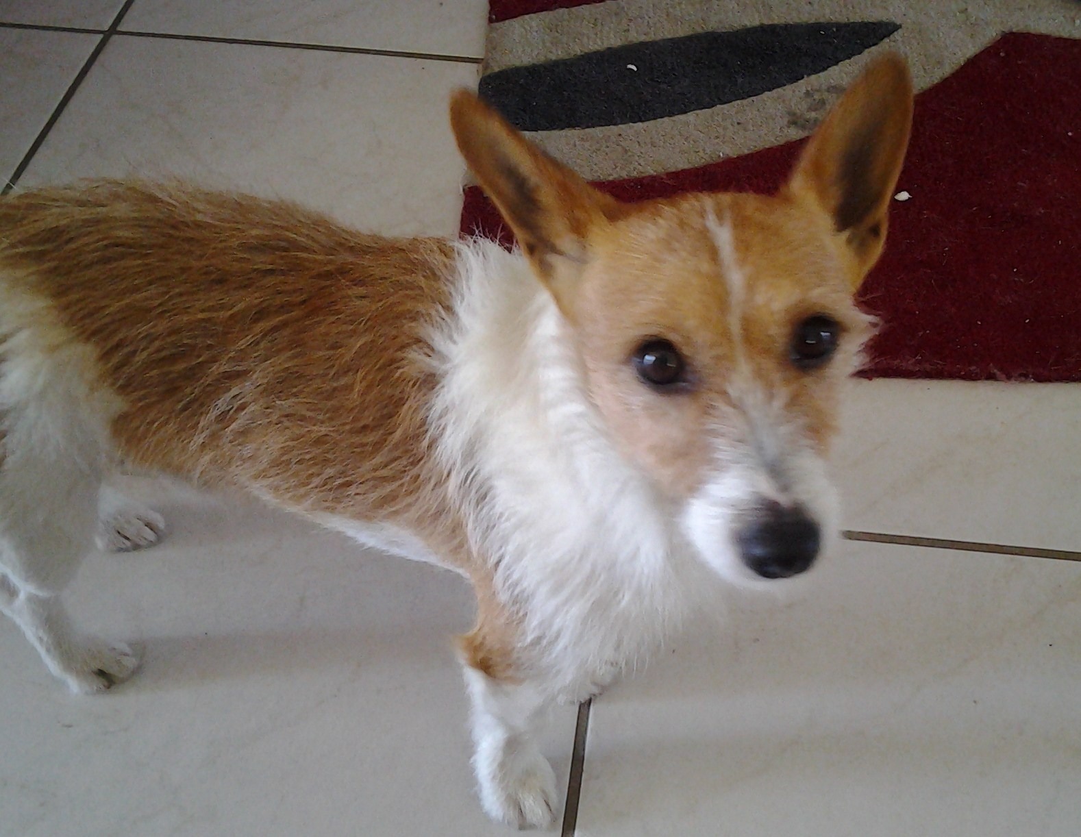 Corky - Small Male Jack Russell Mix Dog in QLD - PetRescue