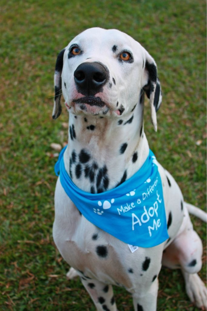 George - Large Male Dalmation Dog in QLD - PetRescue
