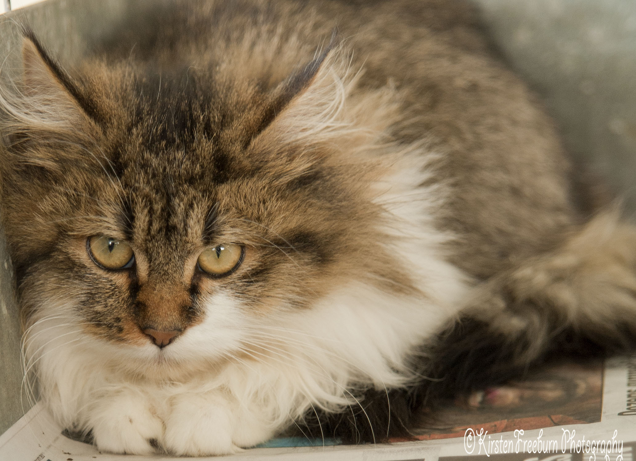 Cilla Id 8405 - Female Dlh Cat in VIC - PetRescue