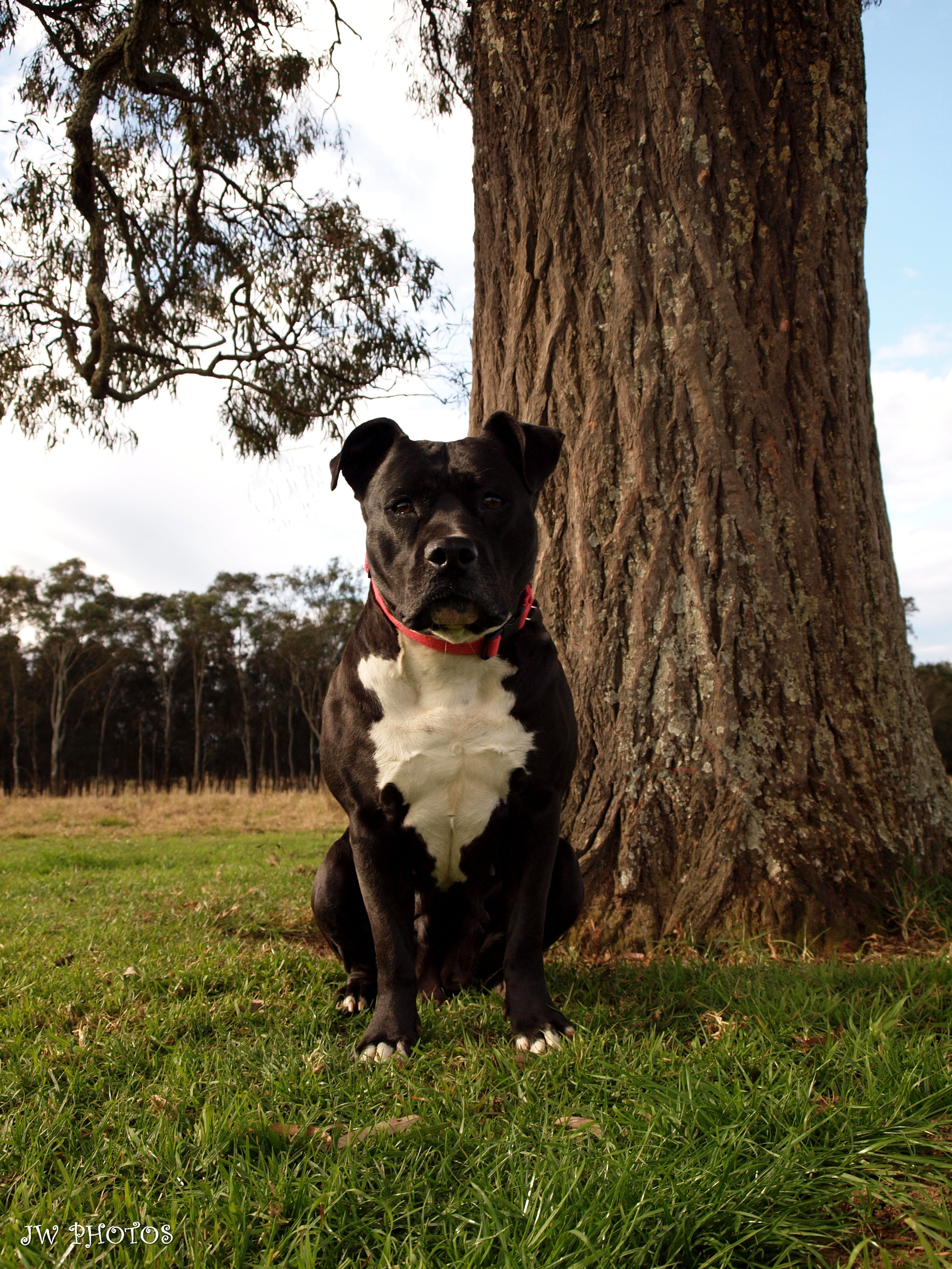 Staffy Rescue - PetRescue