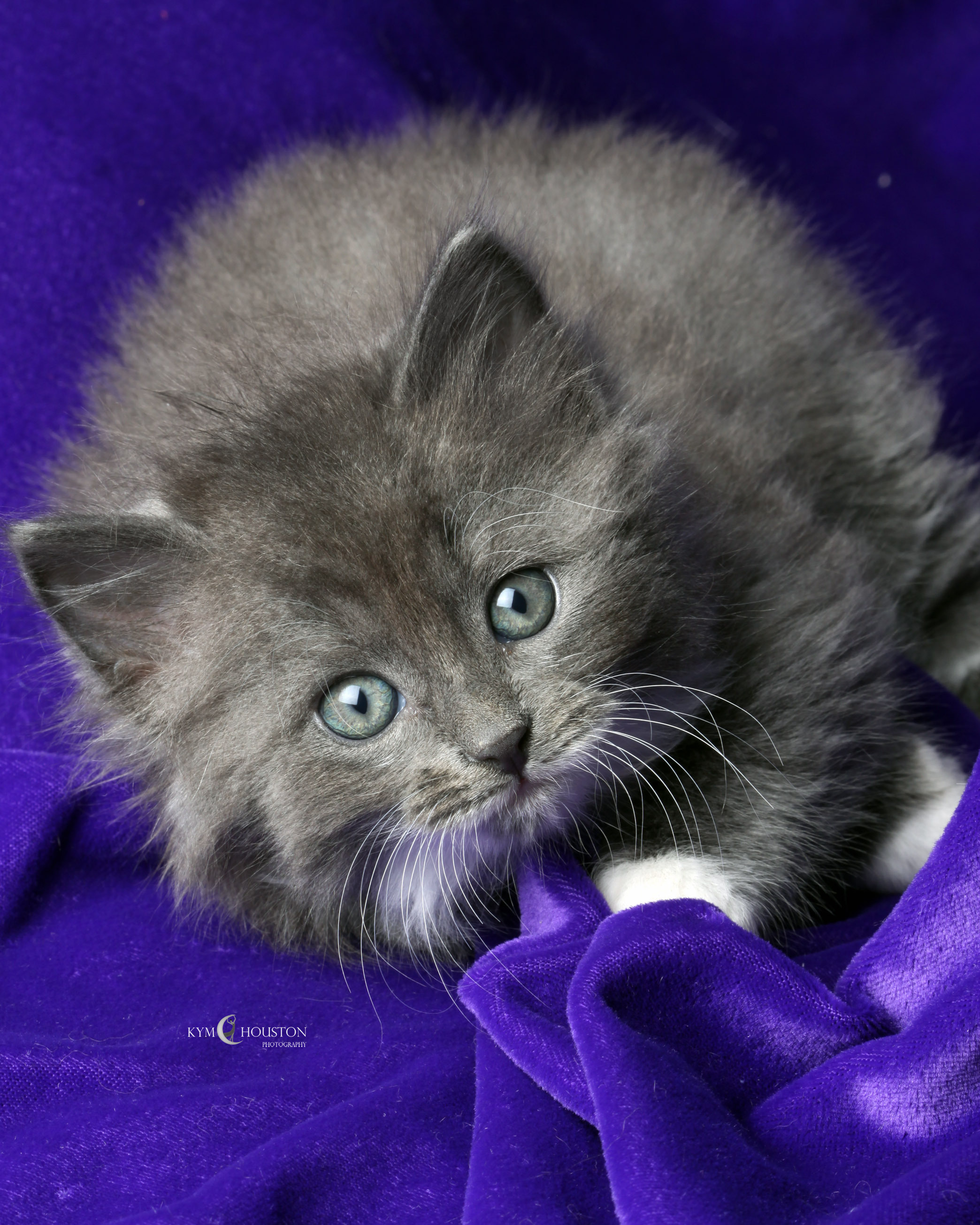 Mishka Id 7930 - Female Dlh Cat in VIC - PetRescue