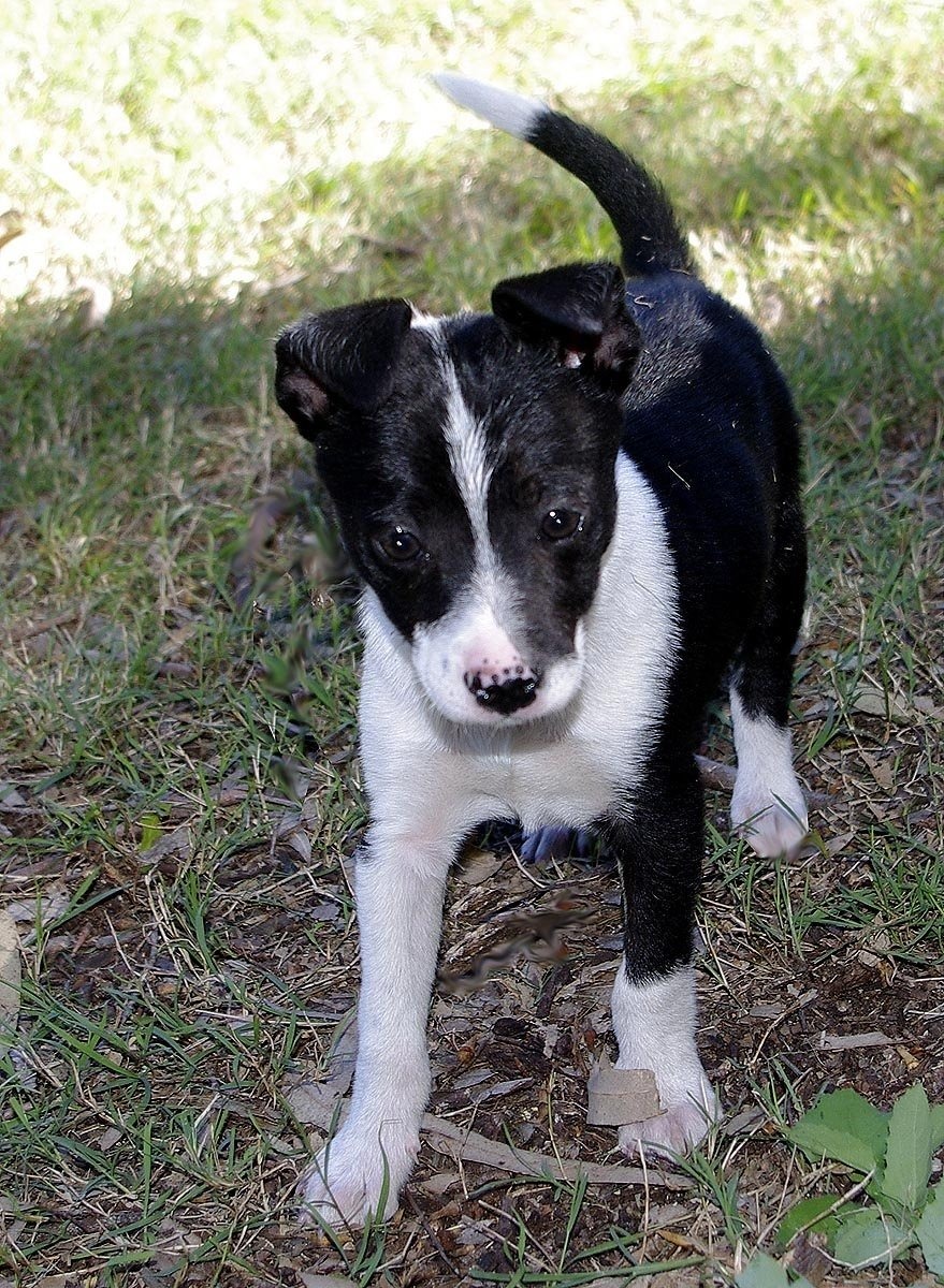 Nipper - Medium Female Jack Russell x Foxy Mix Dog in QLD - PetRescue