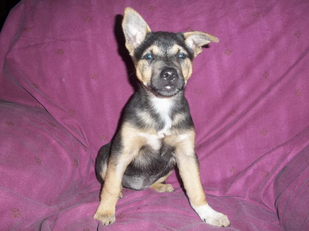Angie (On Trial) - Medium Female German Shepherd x Kelpie x Cattle Dog ...