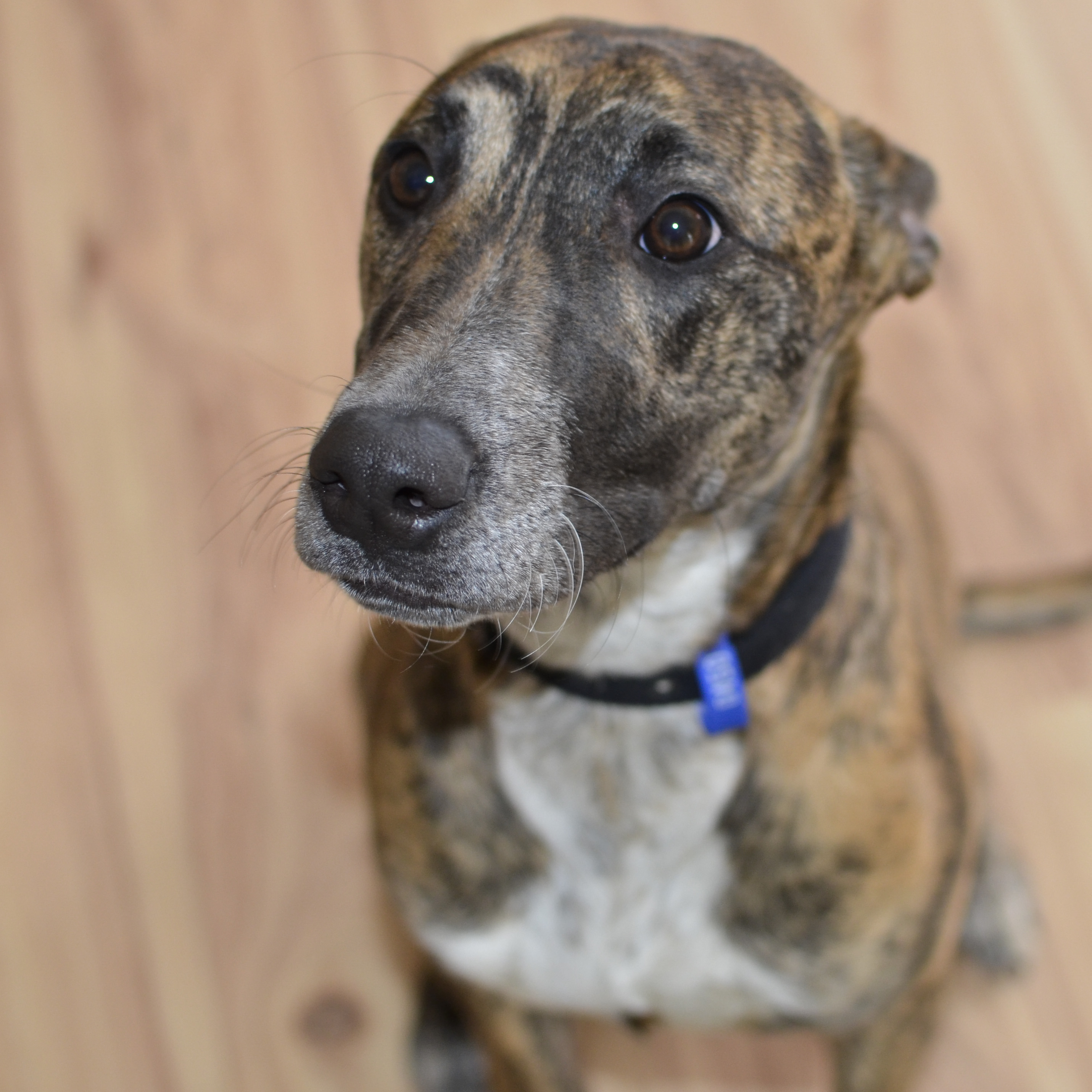 Tiger - Medium Female Whippet Mix Dog in VIC - PetRescue