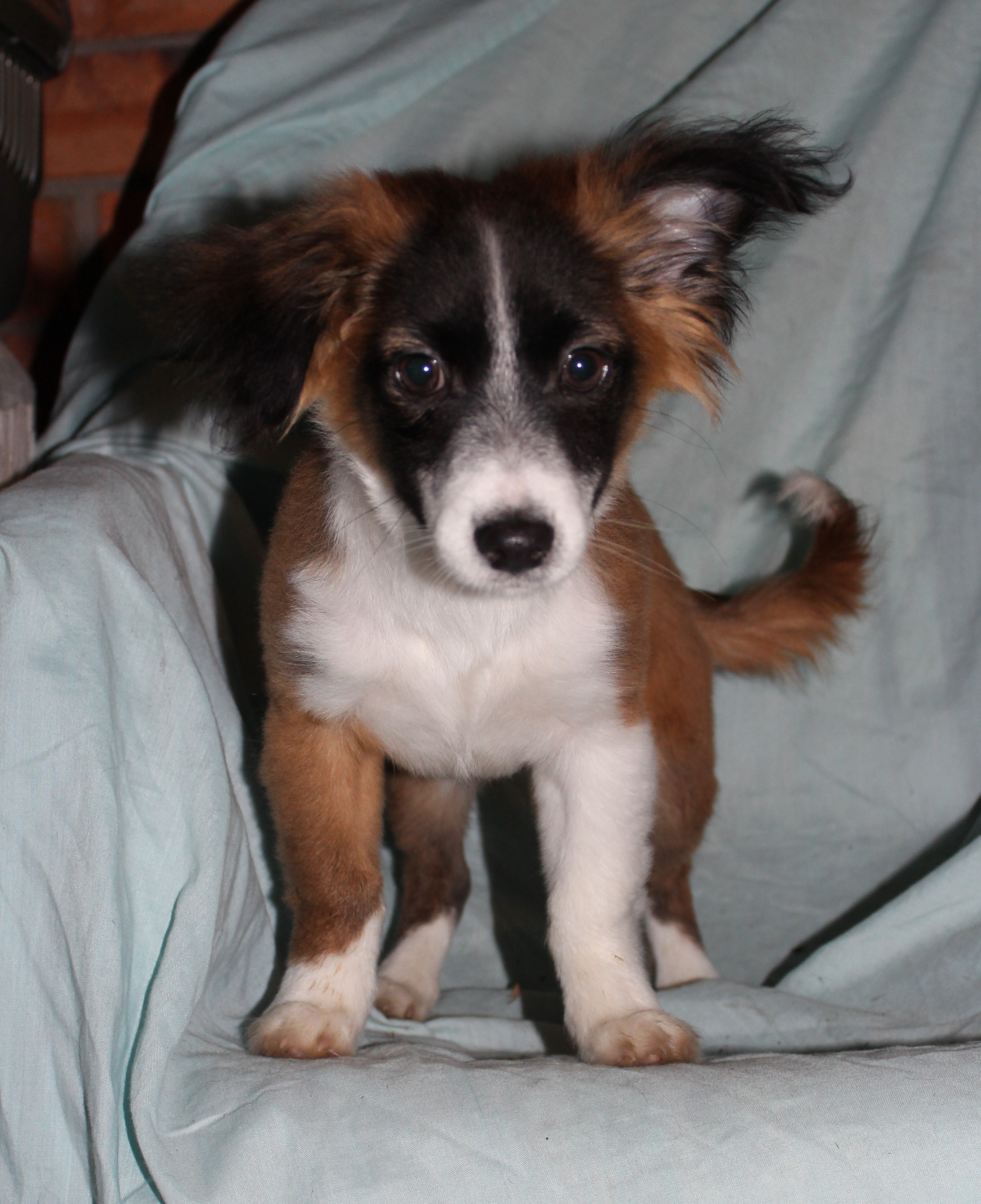 Mojo - Medium Male Papillon Mix Dog in QLD - PetRescue