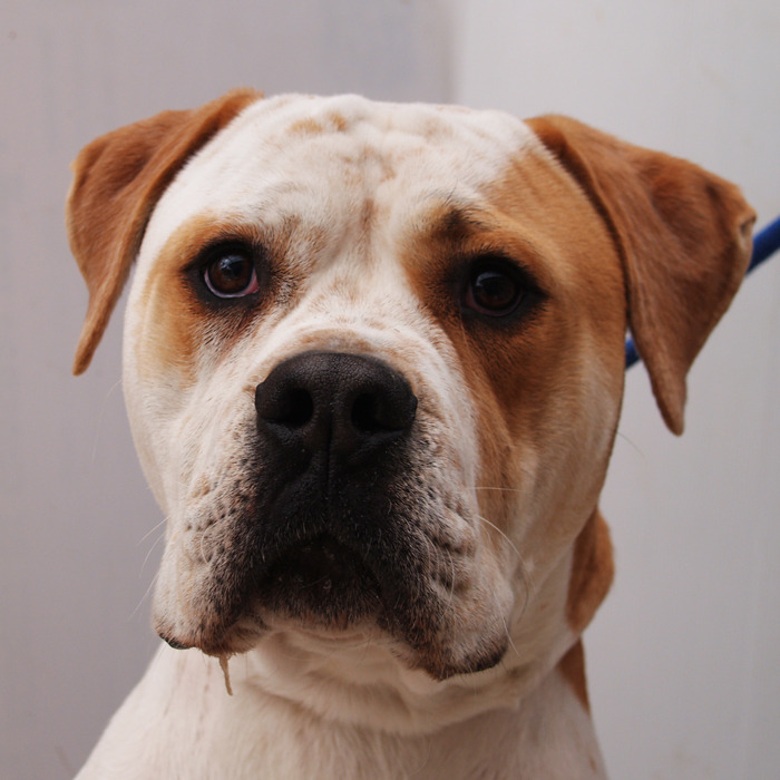 Boss - Large Male American Bulldog x Bullmastiff Dog in VIC - PetRescue
