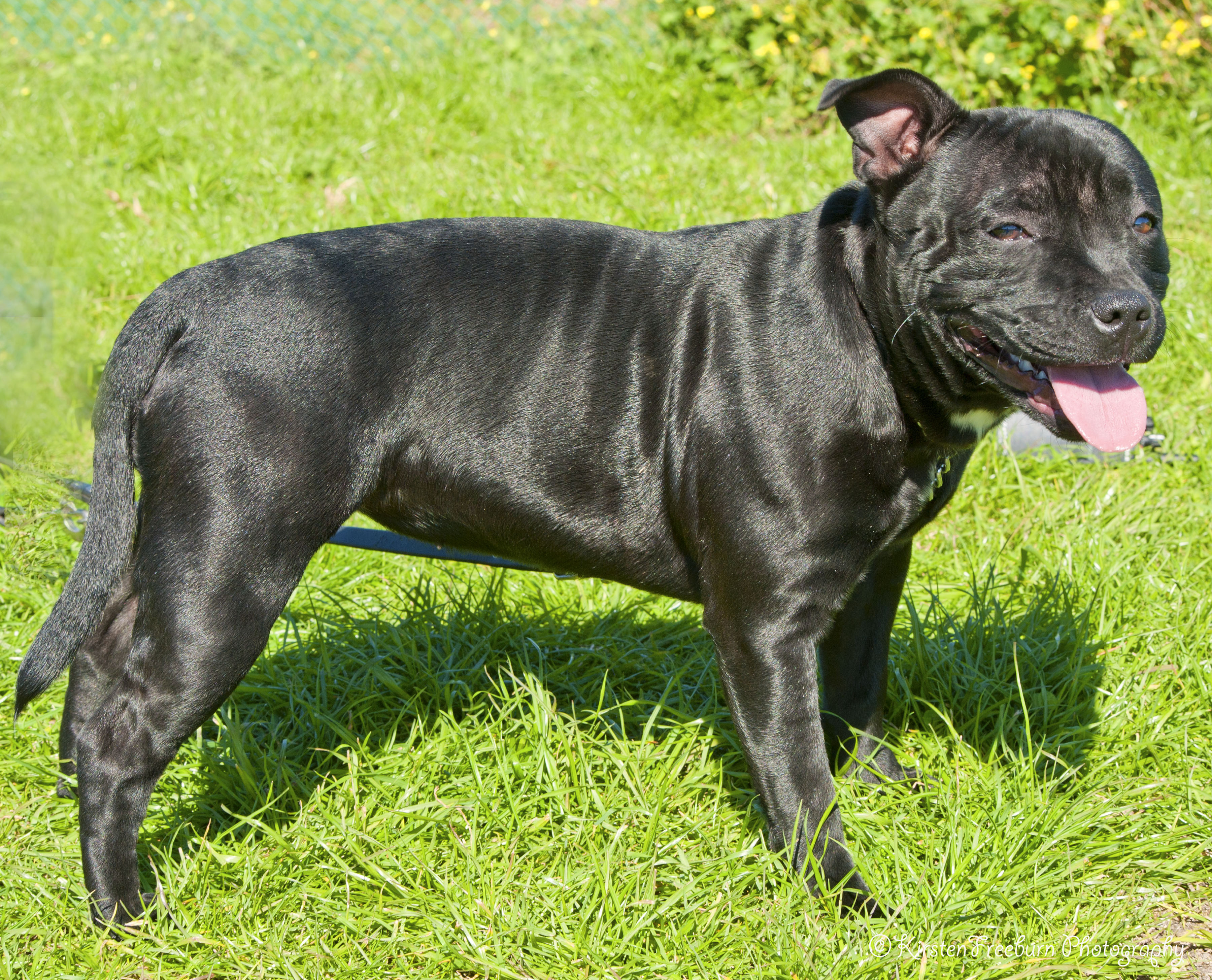 Mia Id8714 - Medium Female Staffy Dog in VIC - PetRescue