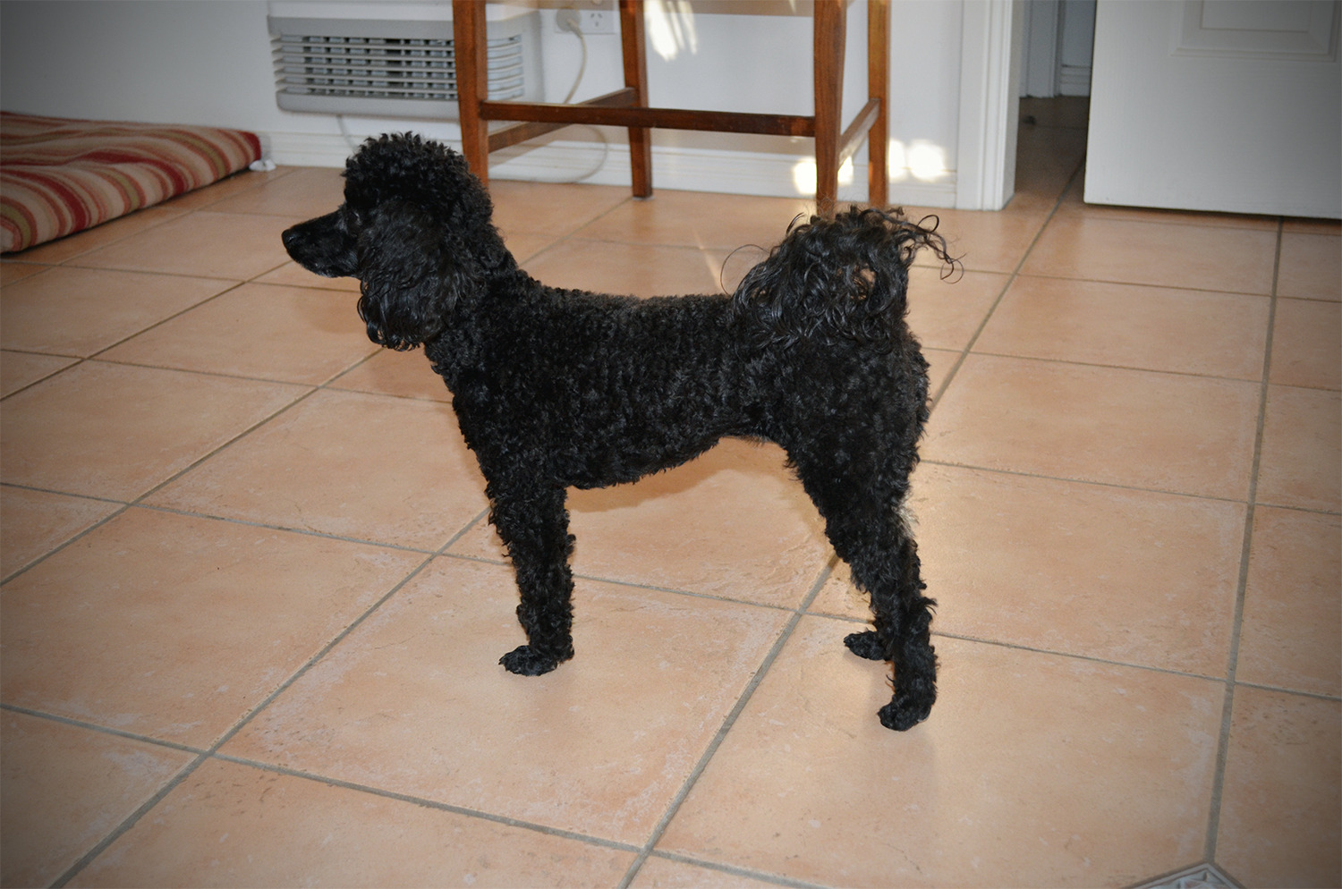 Zoe *On Trial in Her New Home* - Small Female Toy Poodle Dog in VIC ...