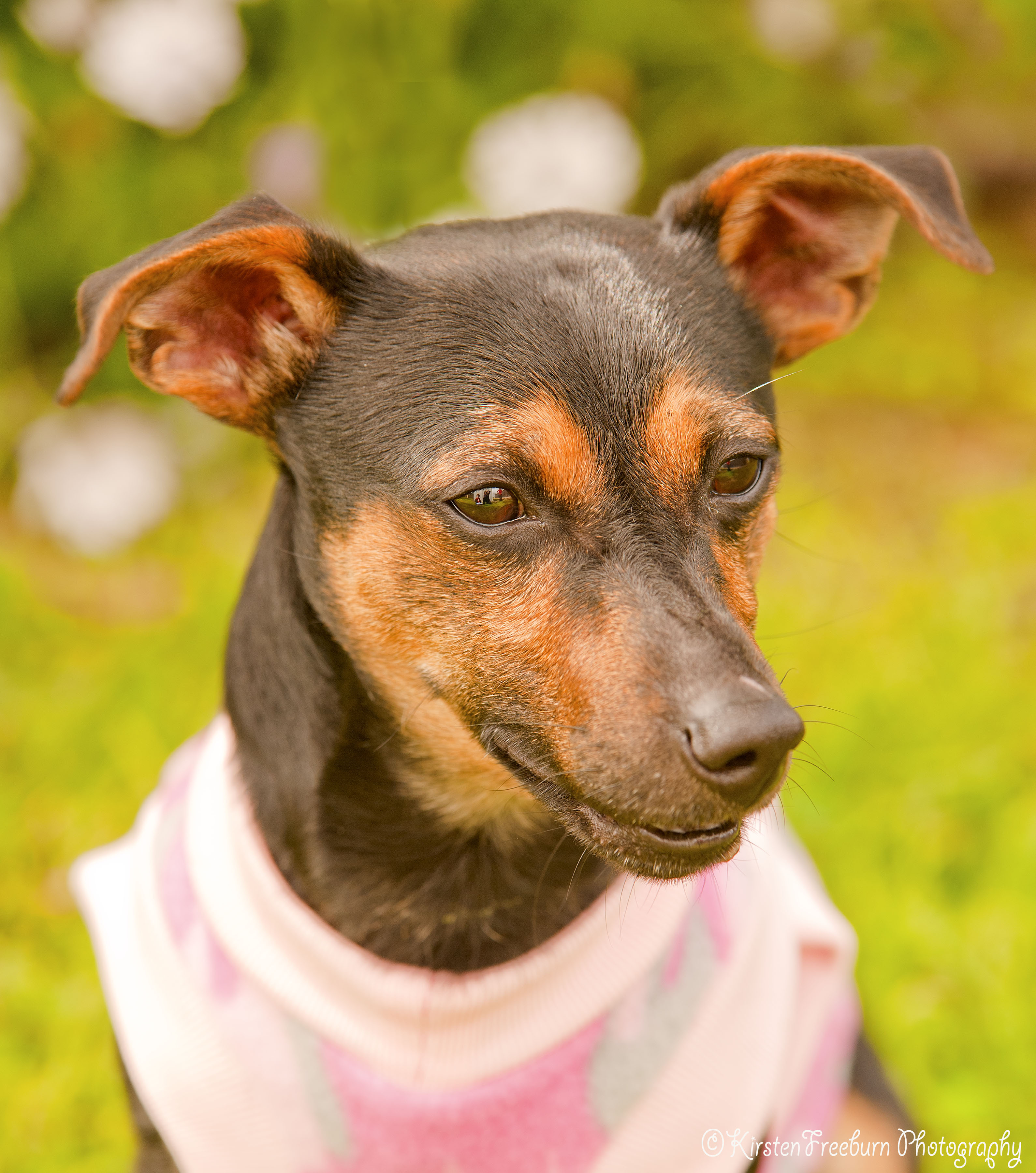 Coco Id 8800 - Small Male Foxie Mix Dog in VIC - PetRescue