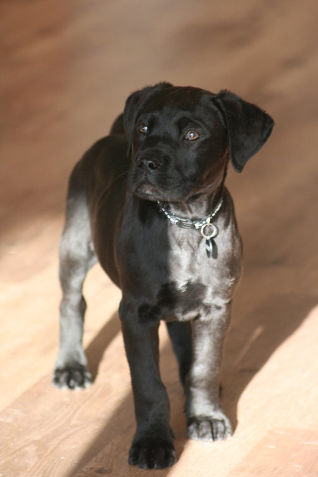 Grunt - Medium Male Staffy x Rotti x Lab Dog in VIC - PetRescue