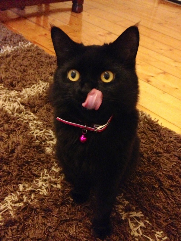 Mable - Female Domestic Cat in VIC - PetRescue