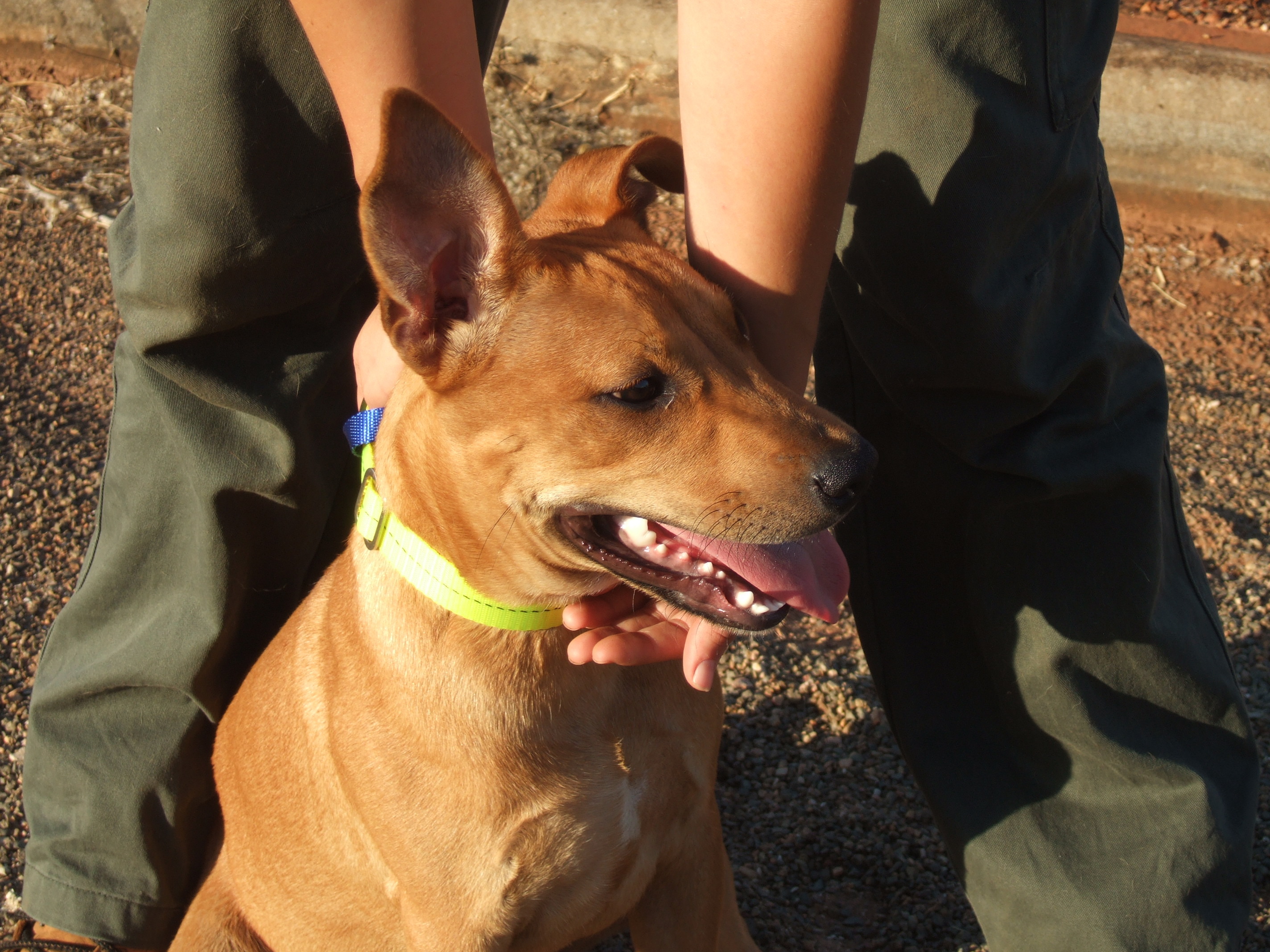 Winnie - Medium Female Staffy Mix Dog in WA - PetRescue